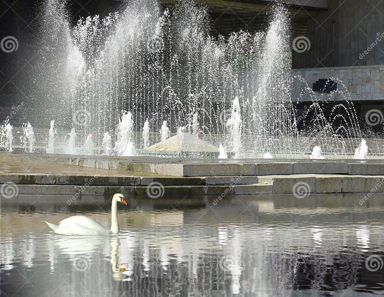 Fountain and swan stock image. Image of graceful, landscape - 25982179