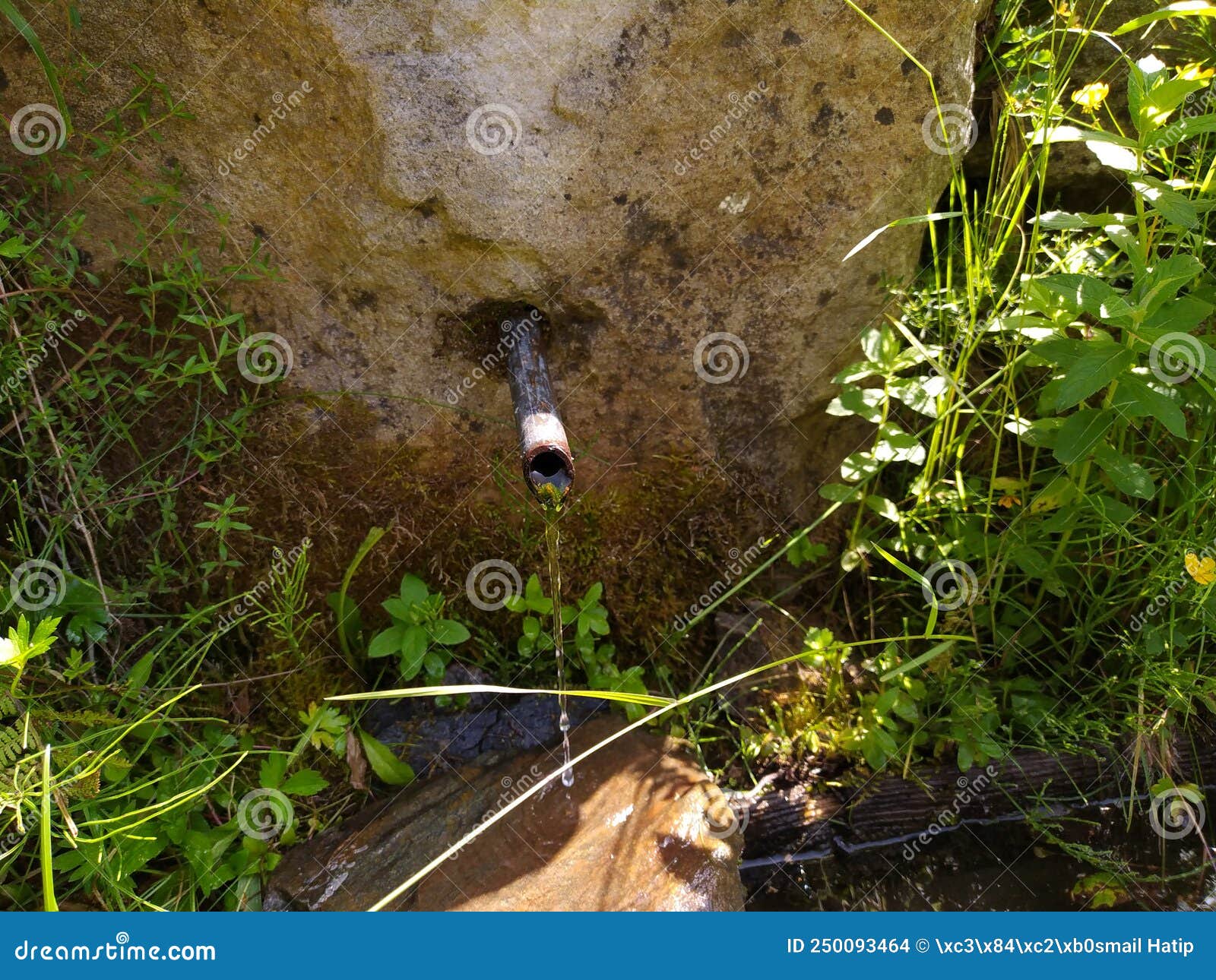 Fountain with Water in Forest Photo Stock Photo - Image of water ...