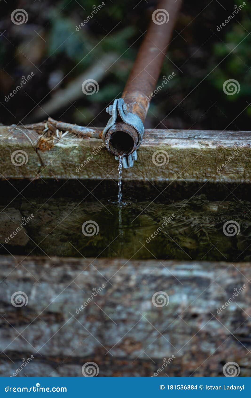 Fountain Water Source Spring in the Forest Stock Photo - Image of clean ...
