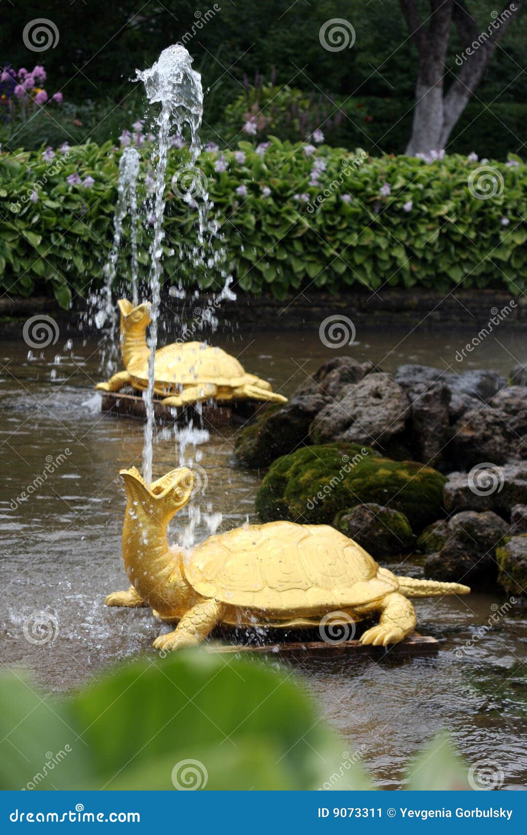 Turtle Fountain Peterhof Gardens Stock Photos - Free & Royalty-Free ...