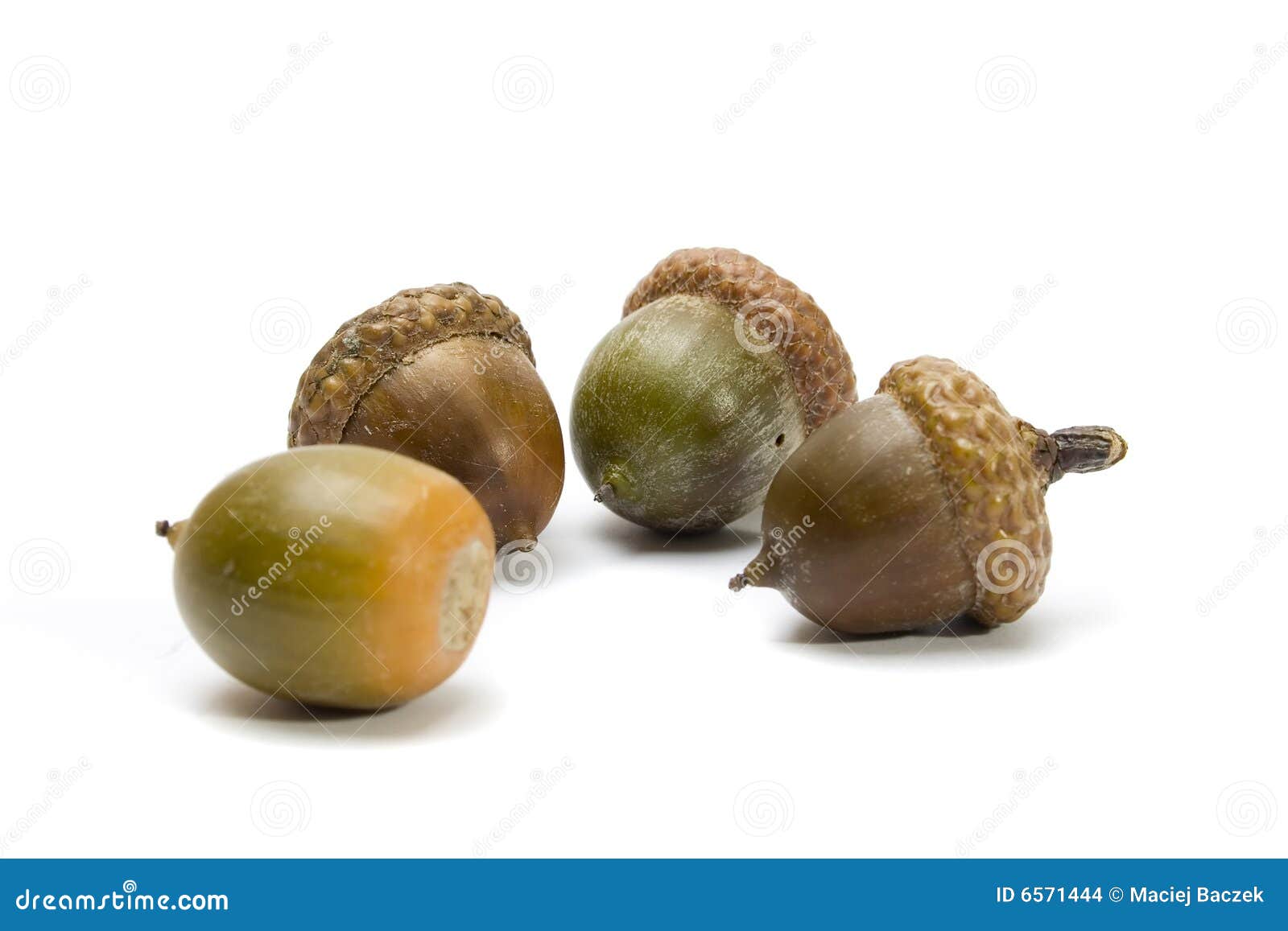 Four acorns stock photo. Image of woods, indiansummer - 6571444