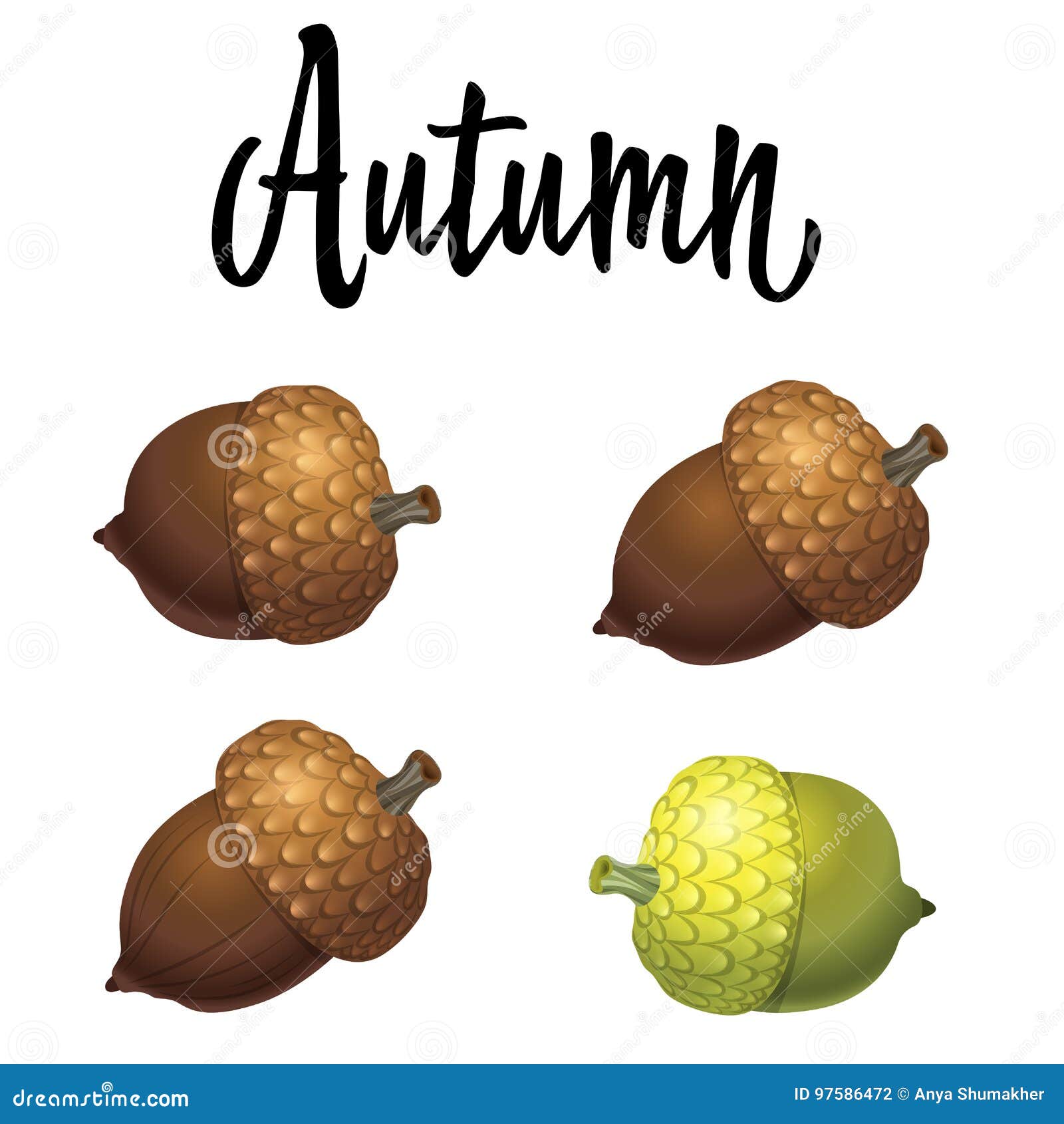 Four Acorns Isolated on White Background. Vector Illustration Stock ...
