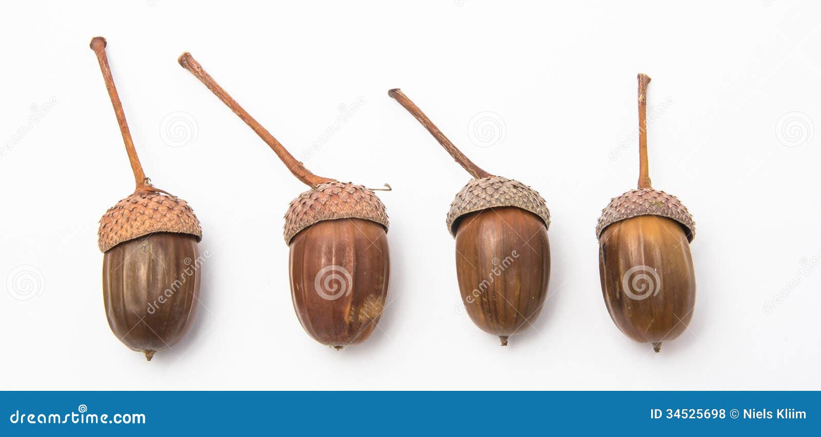 Four Acorns Row Stock Photos - Free & Royalty-Free Stock Photos from ...