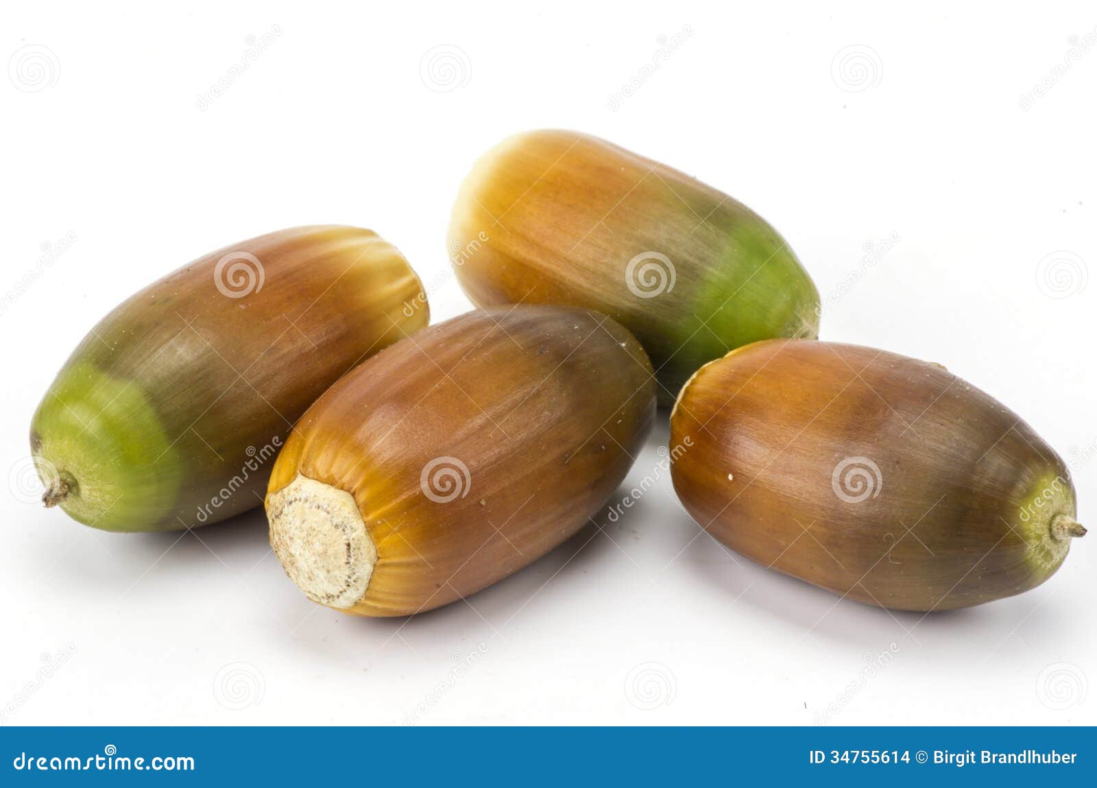 Four acorns on white stock photo. Image of green, brown - 34755614