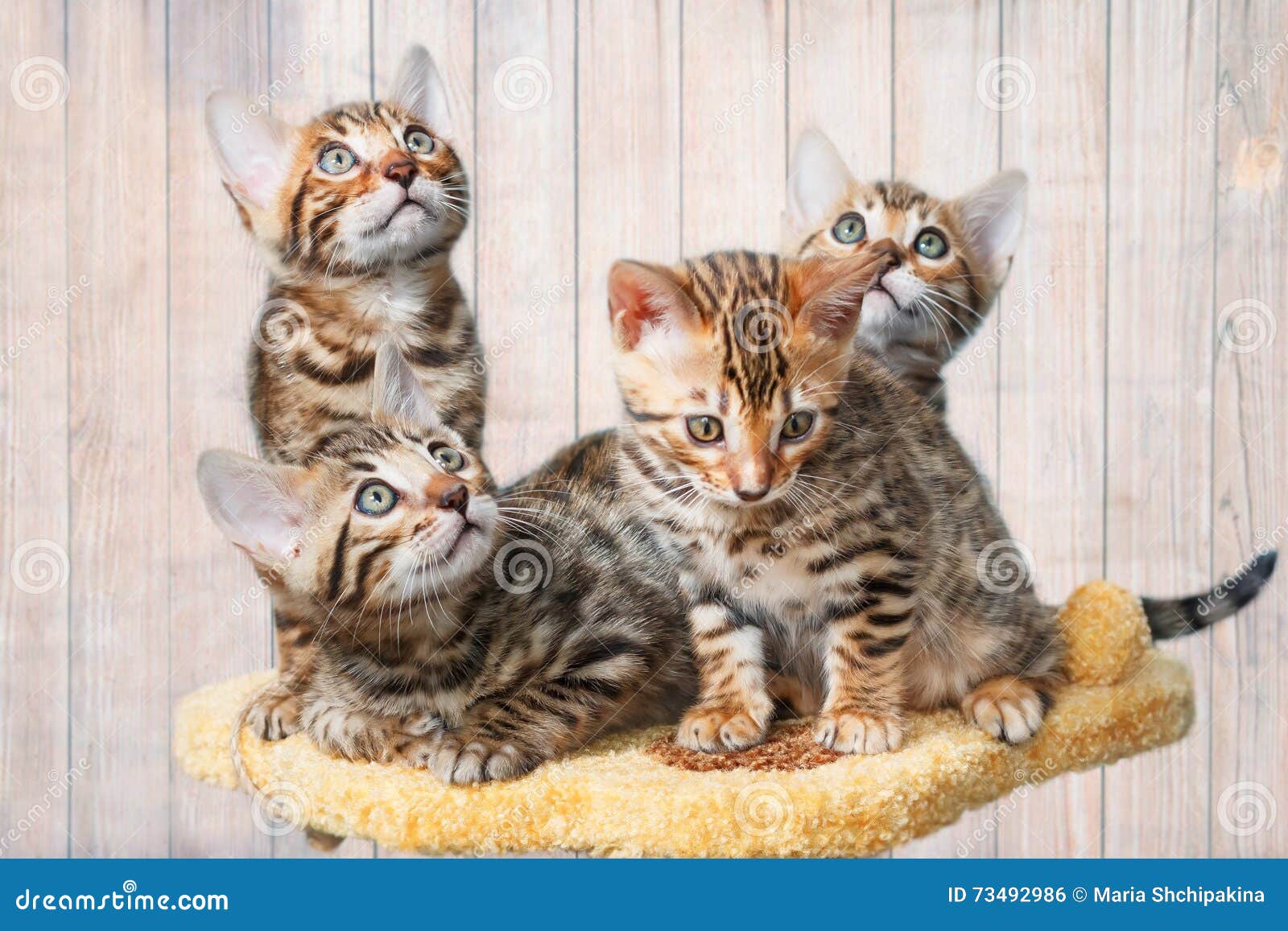 Four Adorable Brown Spotted Bengal Kittens Stock Photo - Image of ...