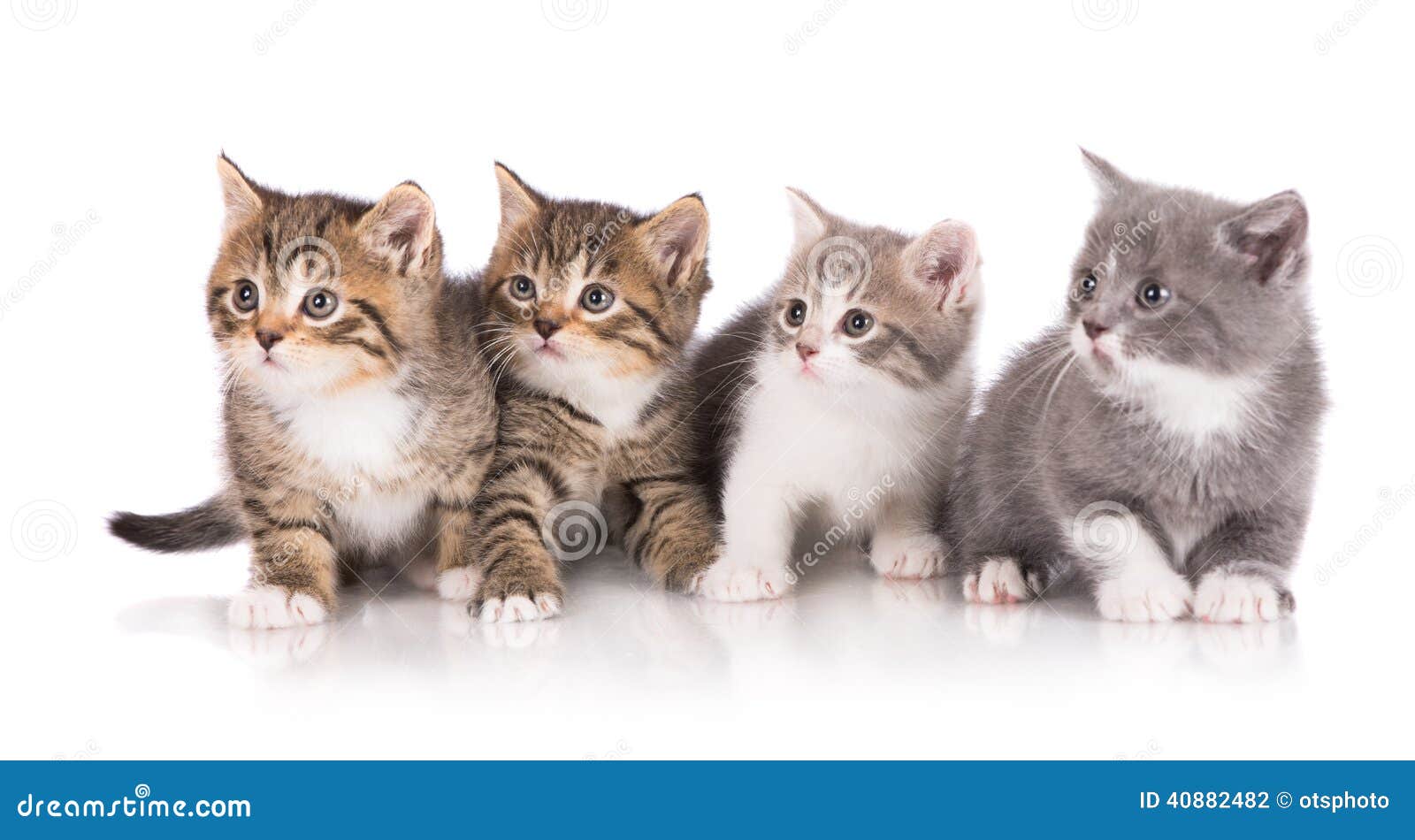 Four adorable kittens stock photo. Image of hair, background - 40882482
