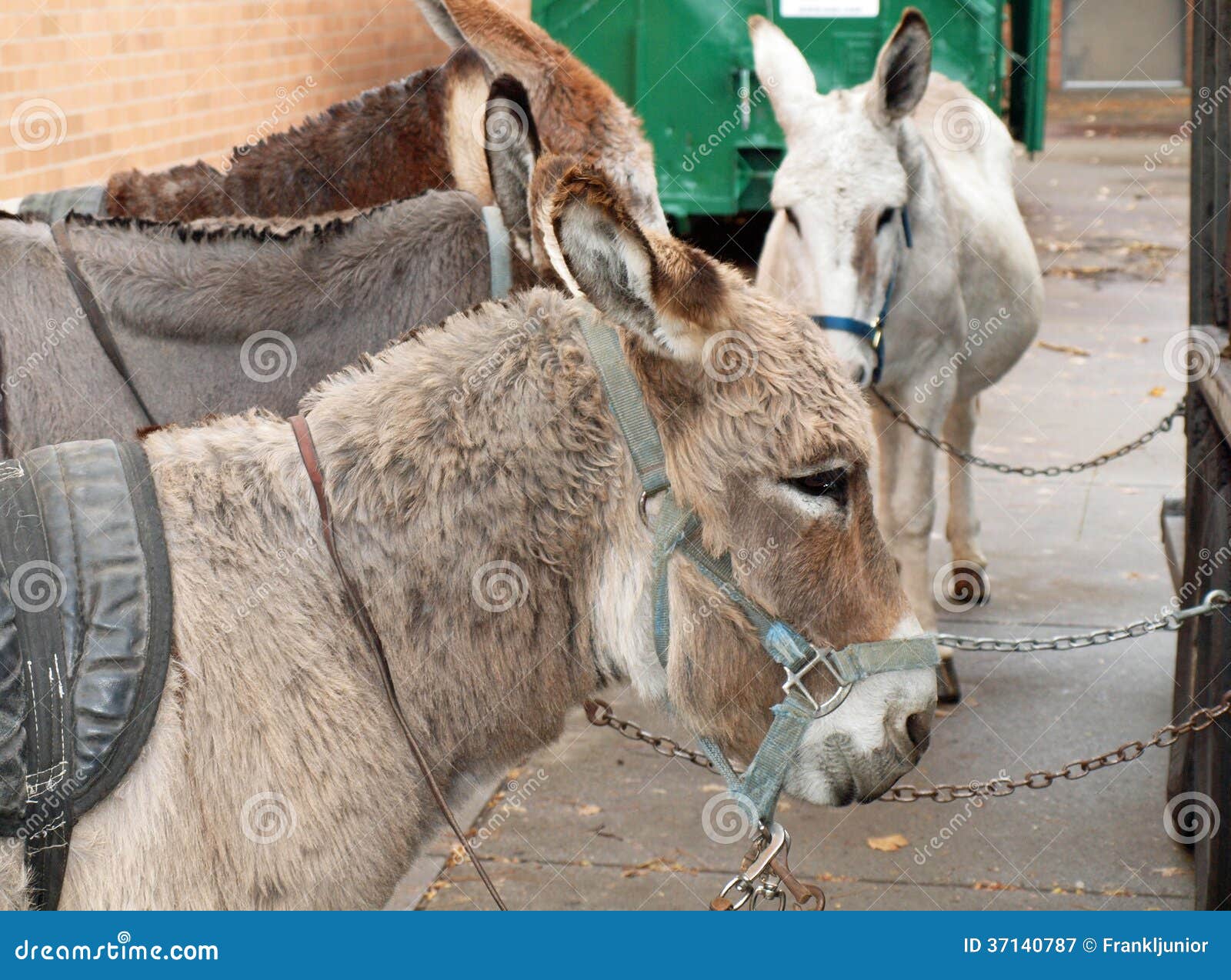 Four Adult Donkeys stock image. Image of ears, brown - 37140787