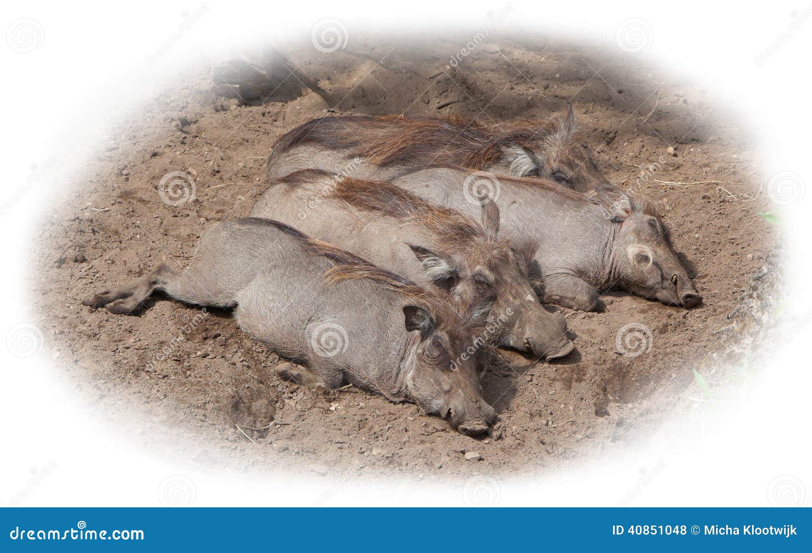Four Adult Warthogs Resting Stock Photo - Image of farm, phacochoerus ...