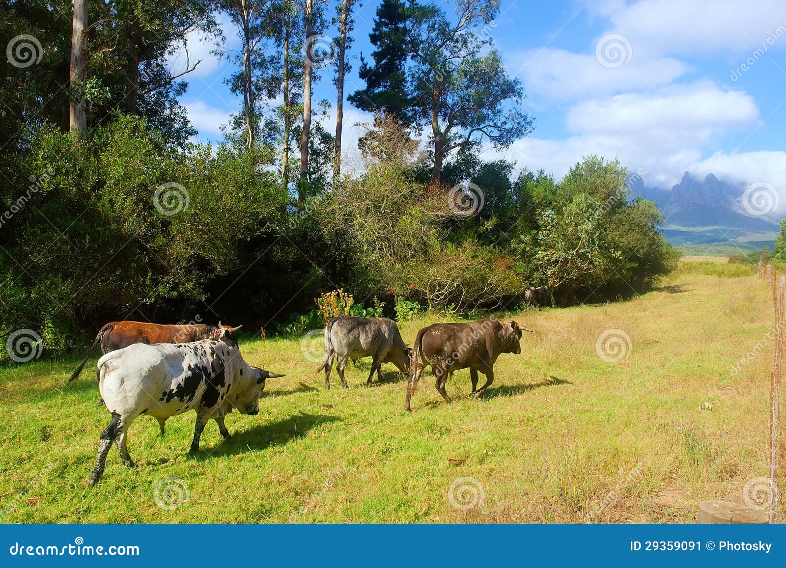African Nguni Cow Ranch South Africa Stock Photography | CartoonDealer ...