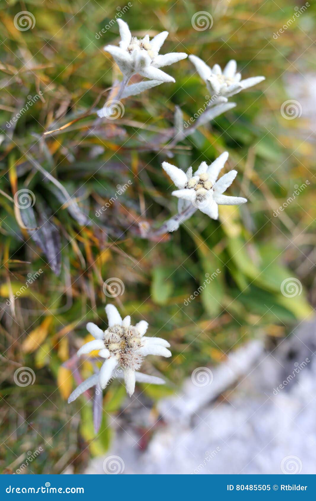 Four Alpine Edelweiss Flowers Stock Image - Image of view, austria ...