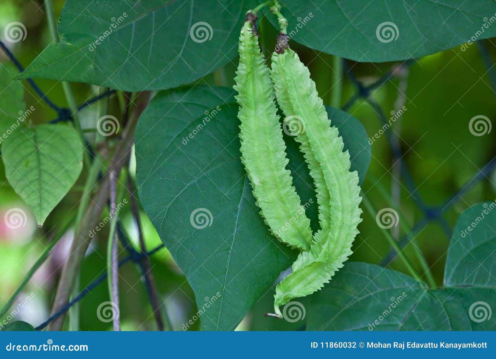 Four-Angled Bean stock photo. Image of leaf, plant, bean - 11860032