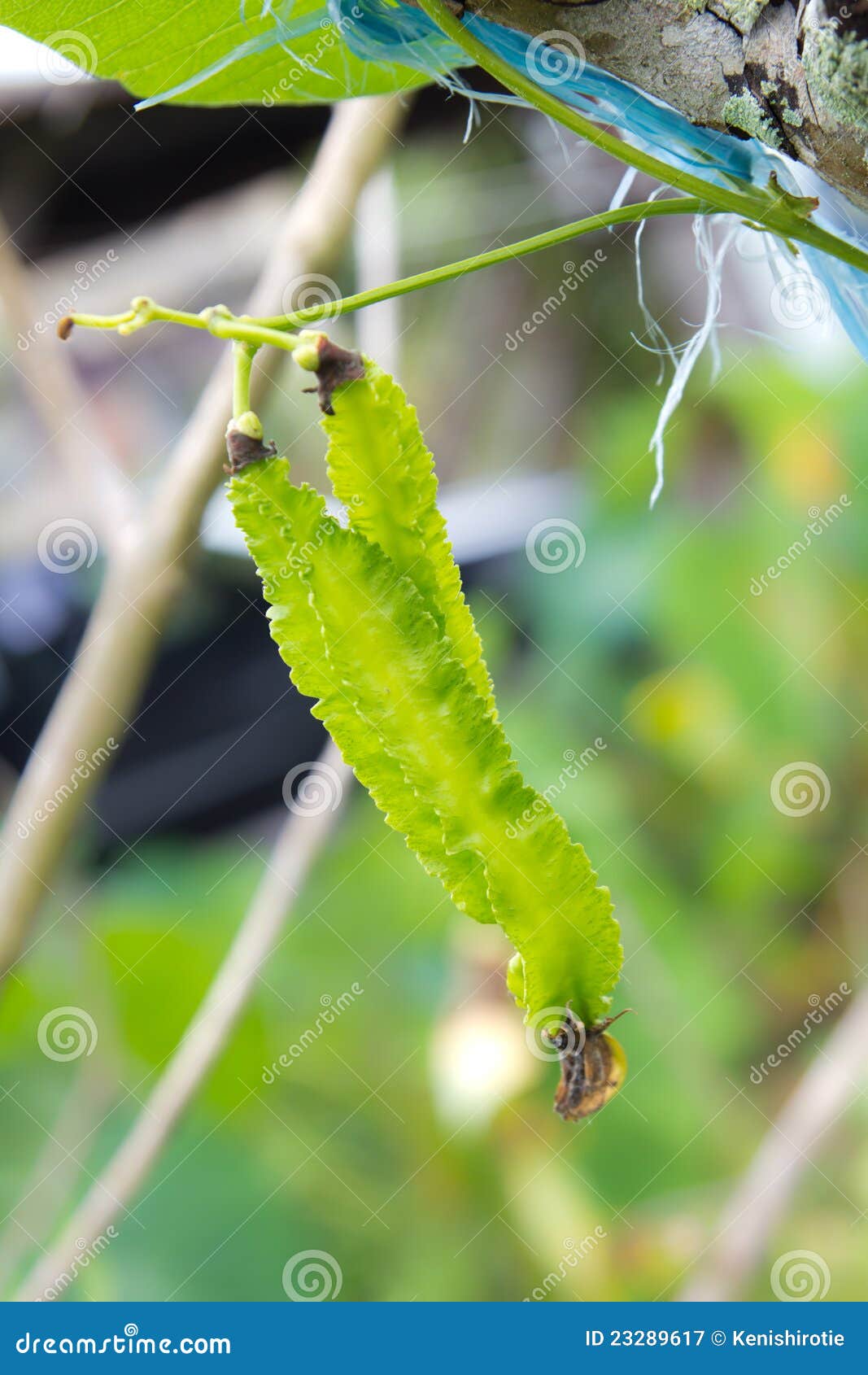 Four angled bean stock image. Image of bean, edges, tetragonolobus ...