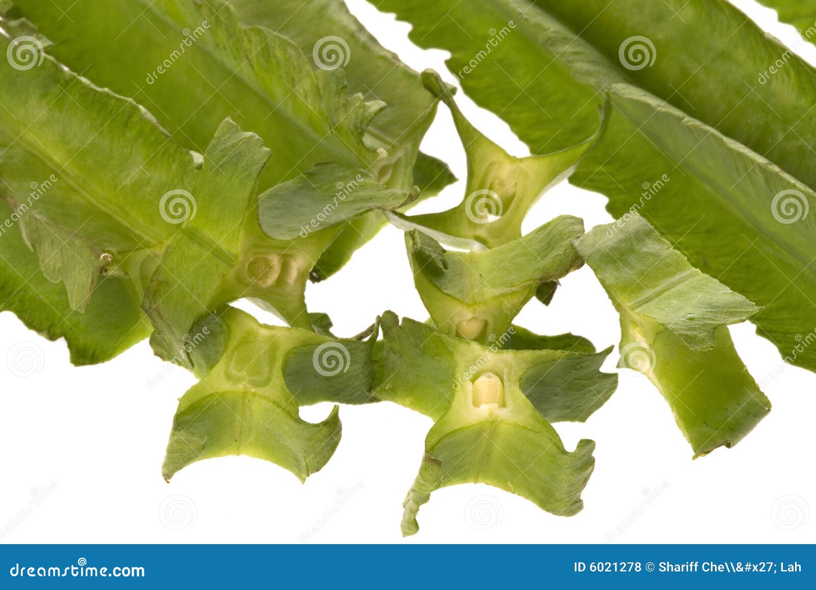 Four Angled Beans stock photo. Image of winged, delicious - 6021278