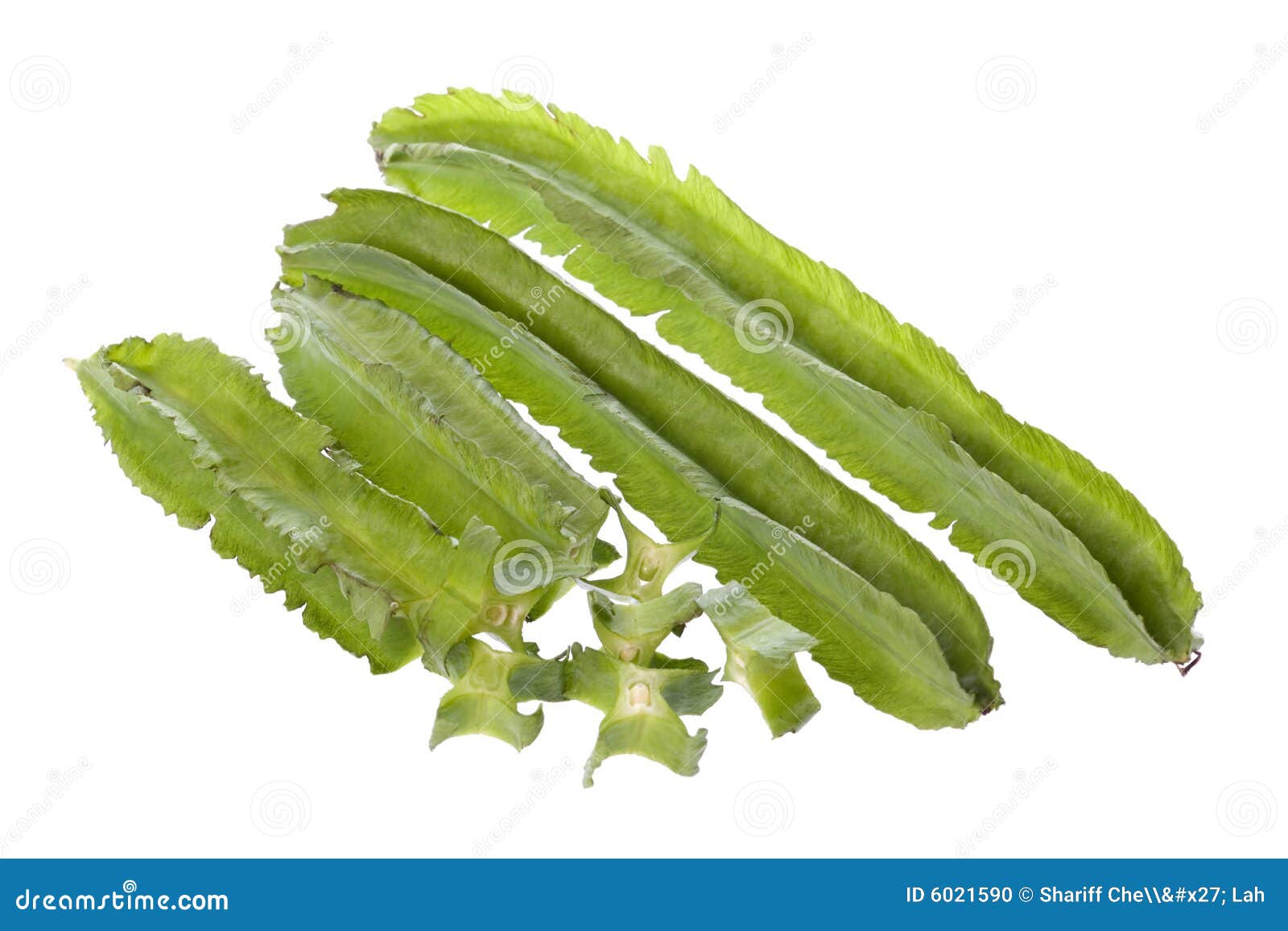 Four Angled Beans stock photo. Image of vegetarian, angle - 6021590