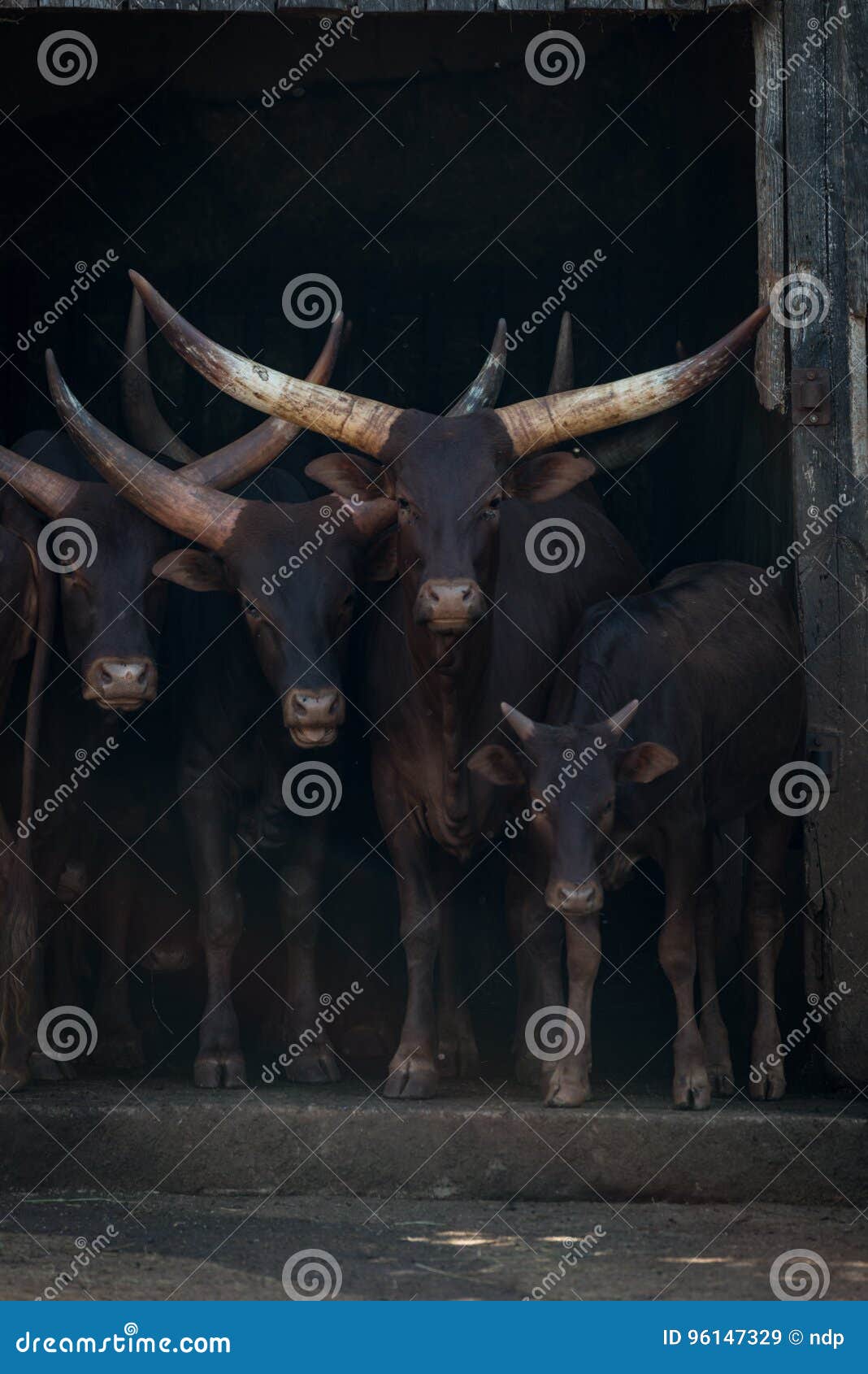 Four Ankole-Watusi Cattle Staring Out from Barn Stock Image - Image of ...