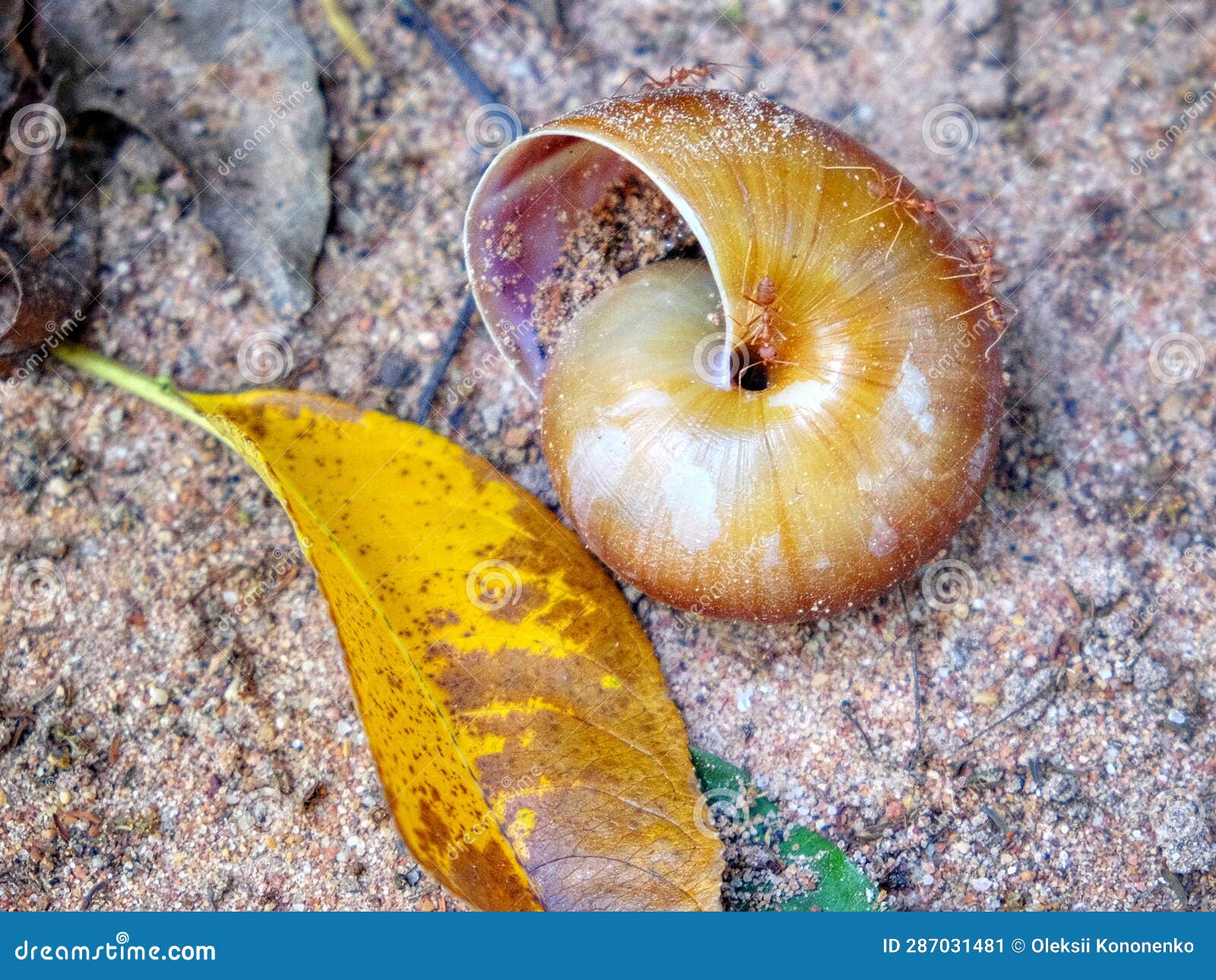 Four Ants on an Empty Snail Shell, a Yellow Leaf Stock Image - Image of ...