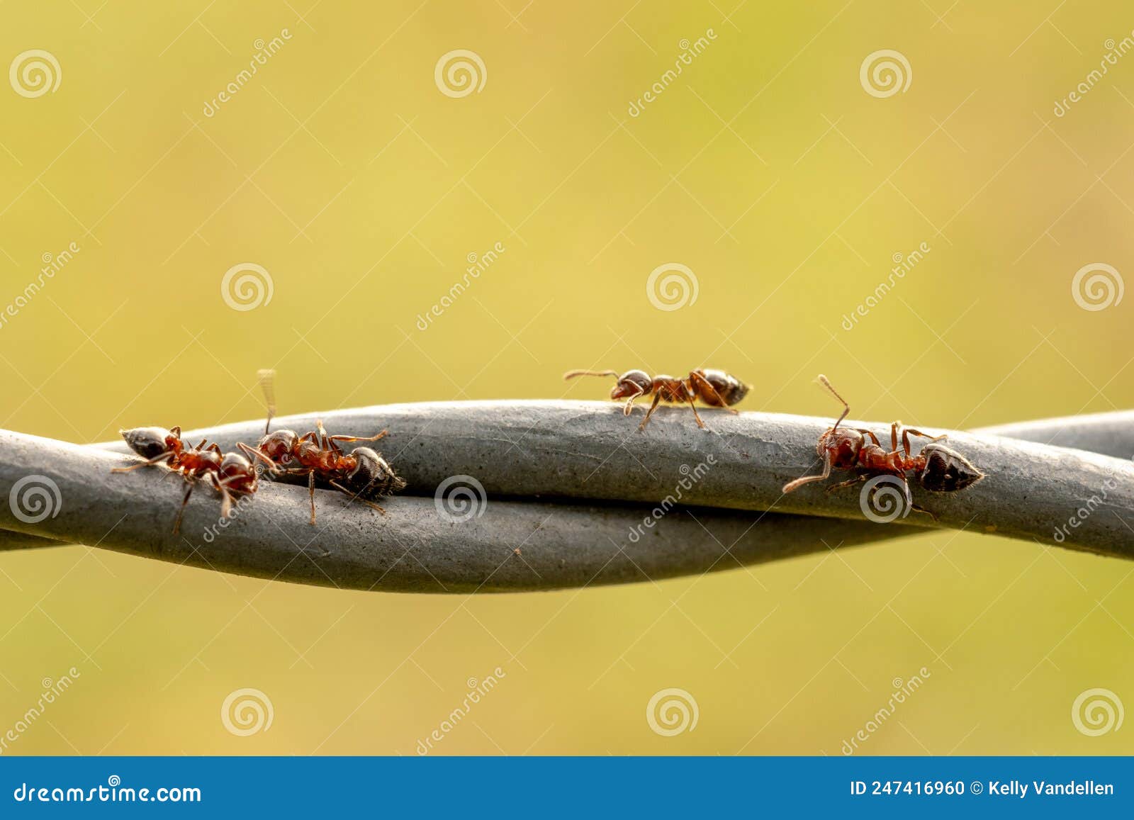 Four Ants Pass Each Other on Wire Stock Photo - Image of moving, tiny ...