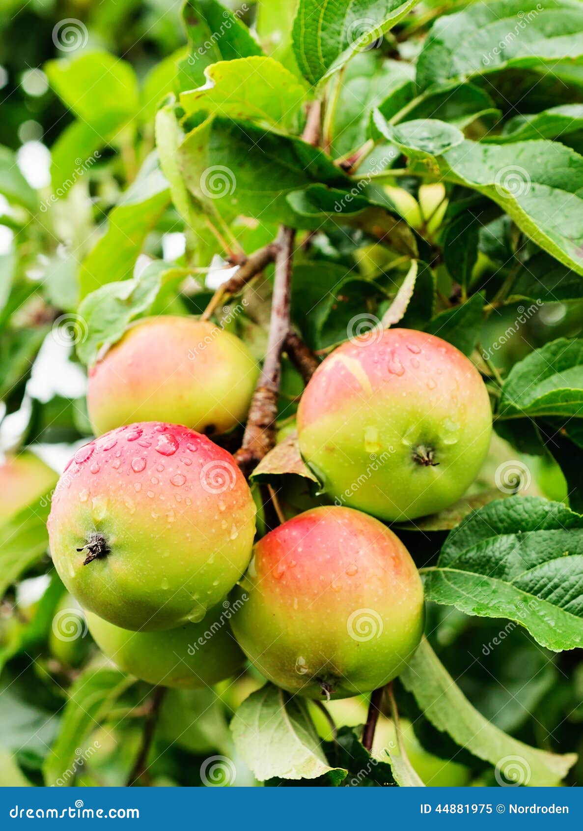 Aples Apple Tree Stock Photos - Free & Royalty-Free Stock Photos from ...
