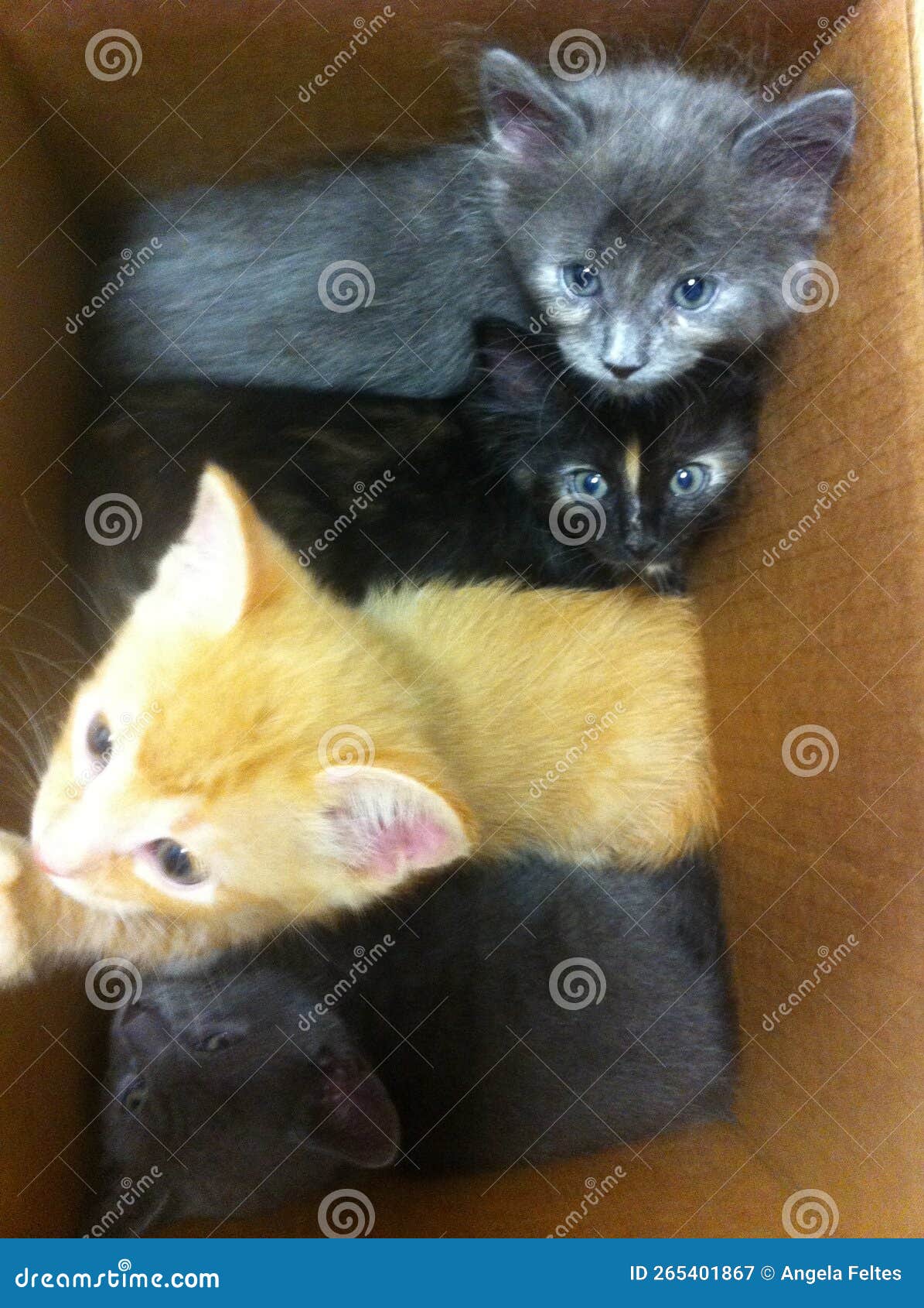 Four Assorted Kittens in a Cardboard Box Stock Image - Image of eyes ...