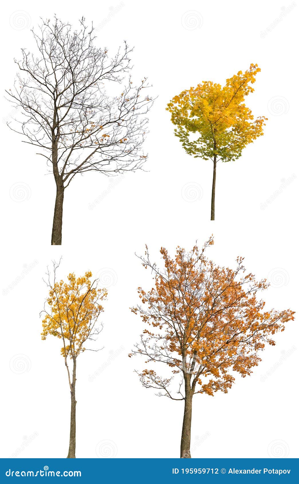 Four Autumn Maples Isoalted on White Stock Photo - Image of season ...