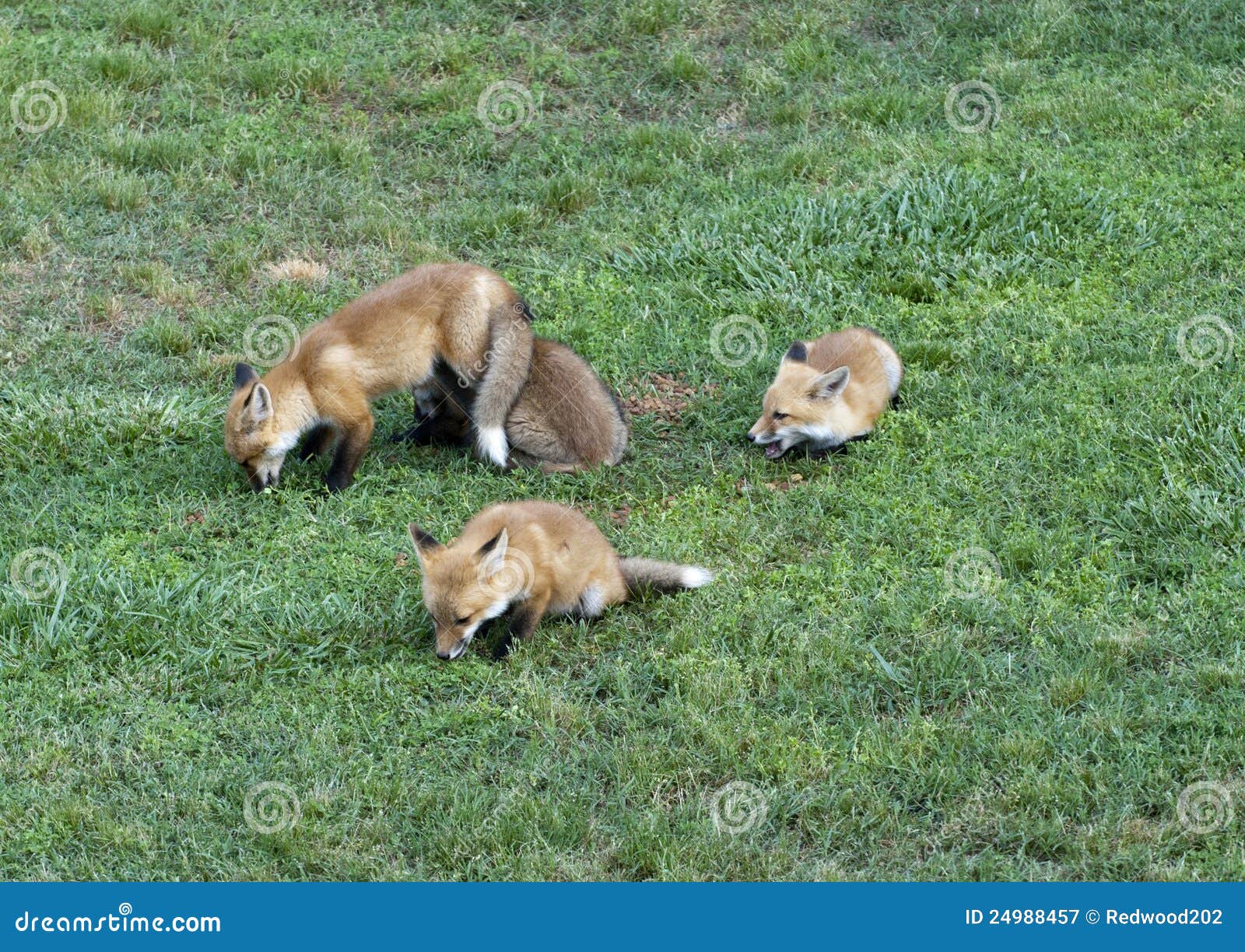 Four Baby Red Foxes stock image. Image of mammal, outdoors - 24988457