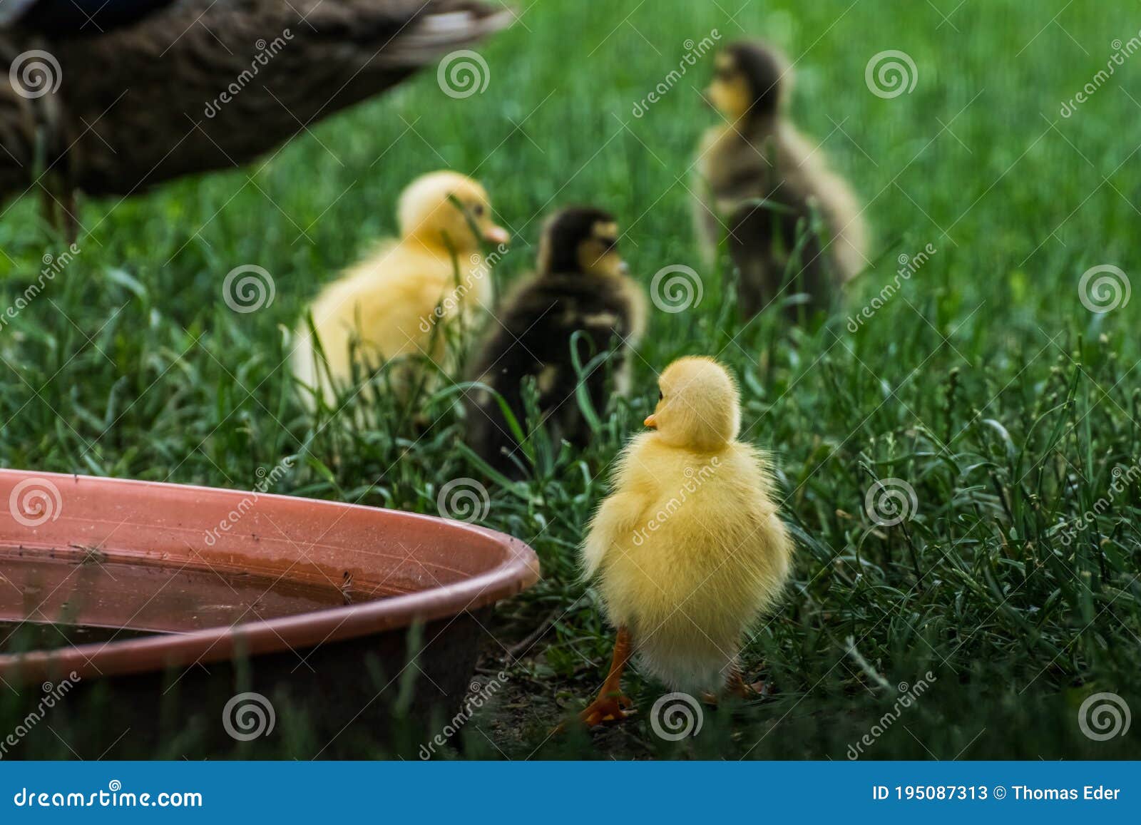 Four Baby Running Ducks in the Grass Stock Image - Image of refresh ...