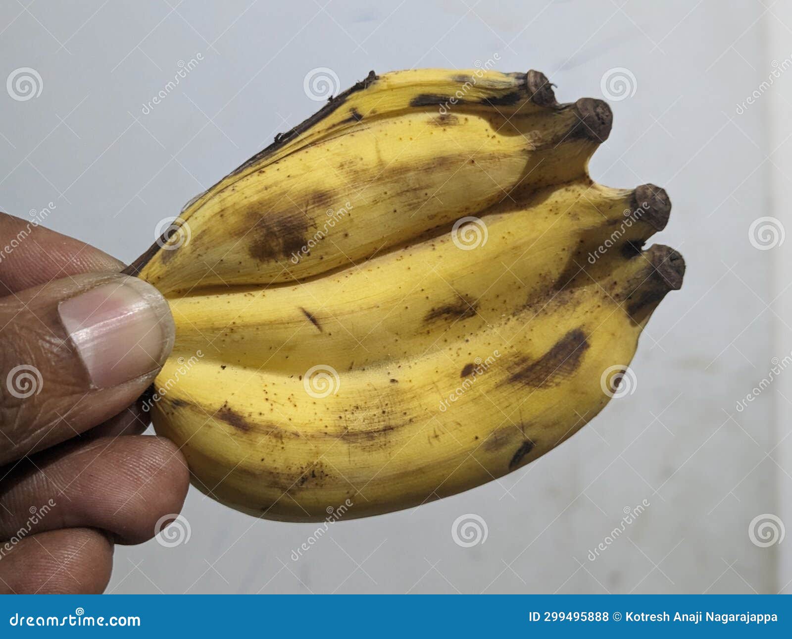 Four Bananas Attached in Single Layer Stock Photo - Image of layer ...