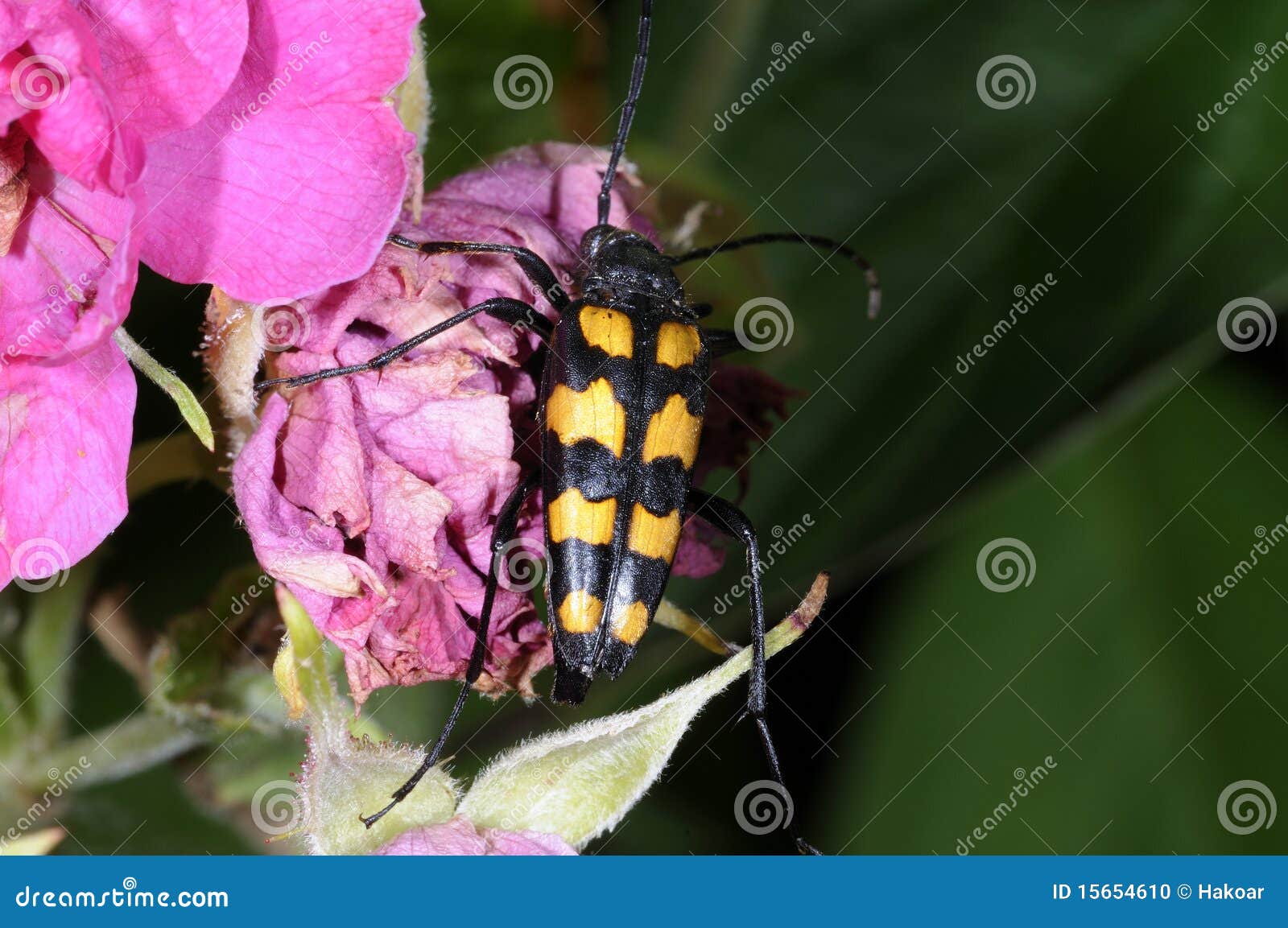 Four-banded Longhorn Beetle Stock Photo - Image of coleoptera ...