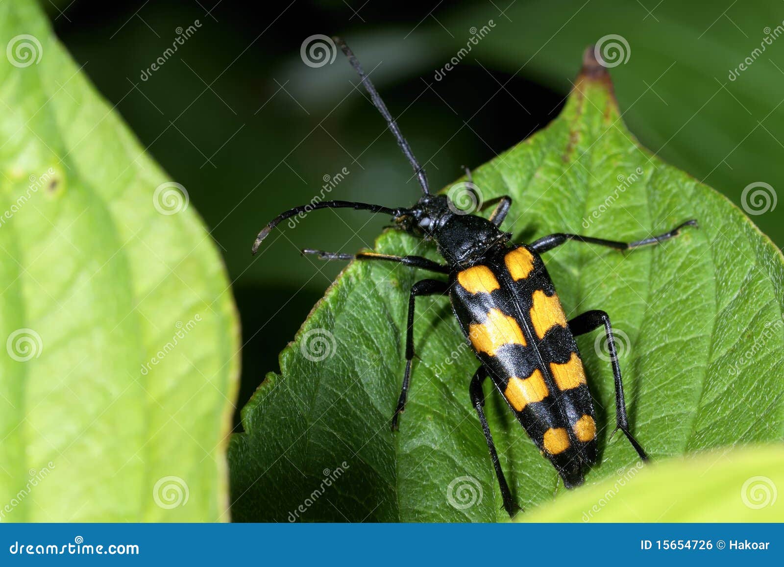 Four-banded Longhorn Beetle Stock Photo - Image of insect, yellow: 15654726