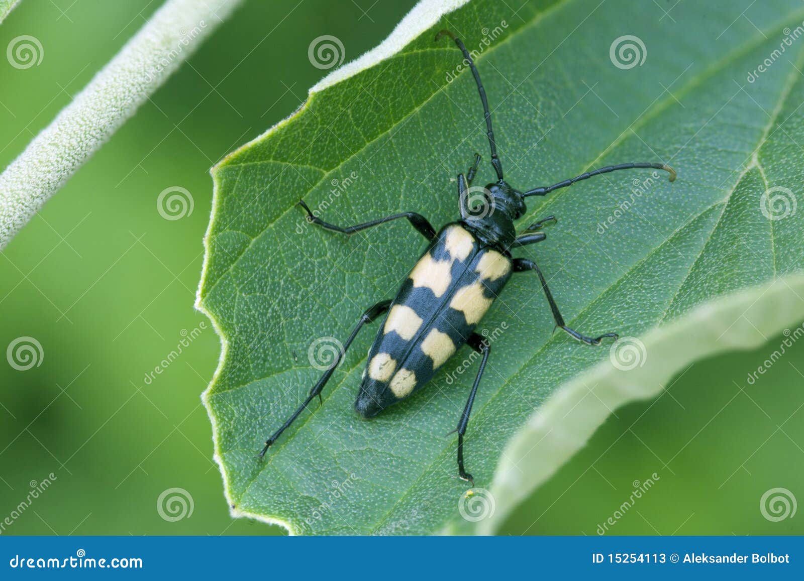 Four-banded Stink Bug Wasp - Bicyrtes Quadrifasciatus Stock Photo ...
