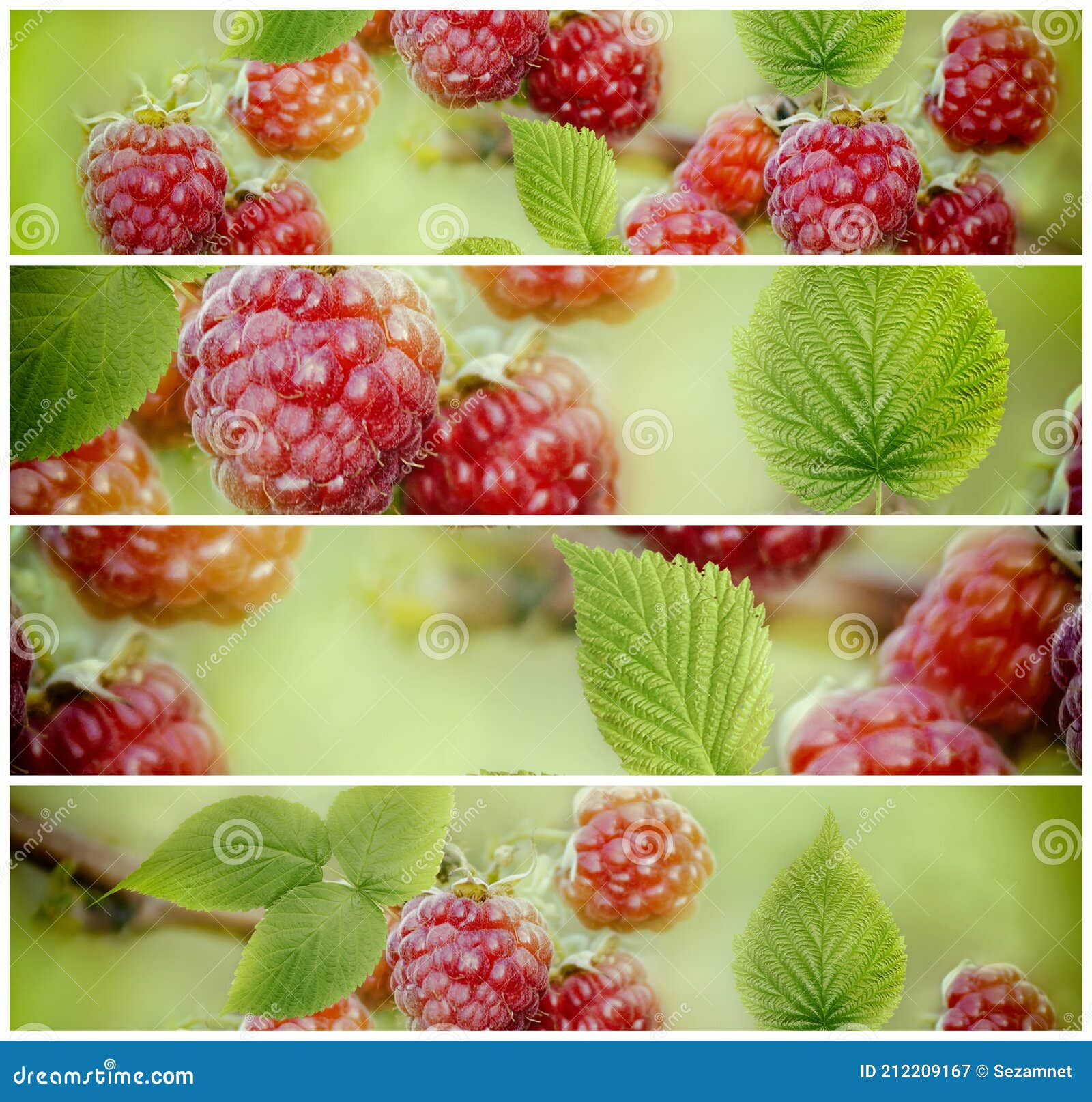 Four Banners Bright Sweet Red Raspberries on a Branch on a Bright Green ...