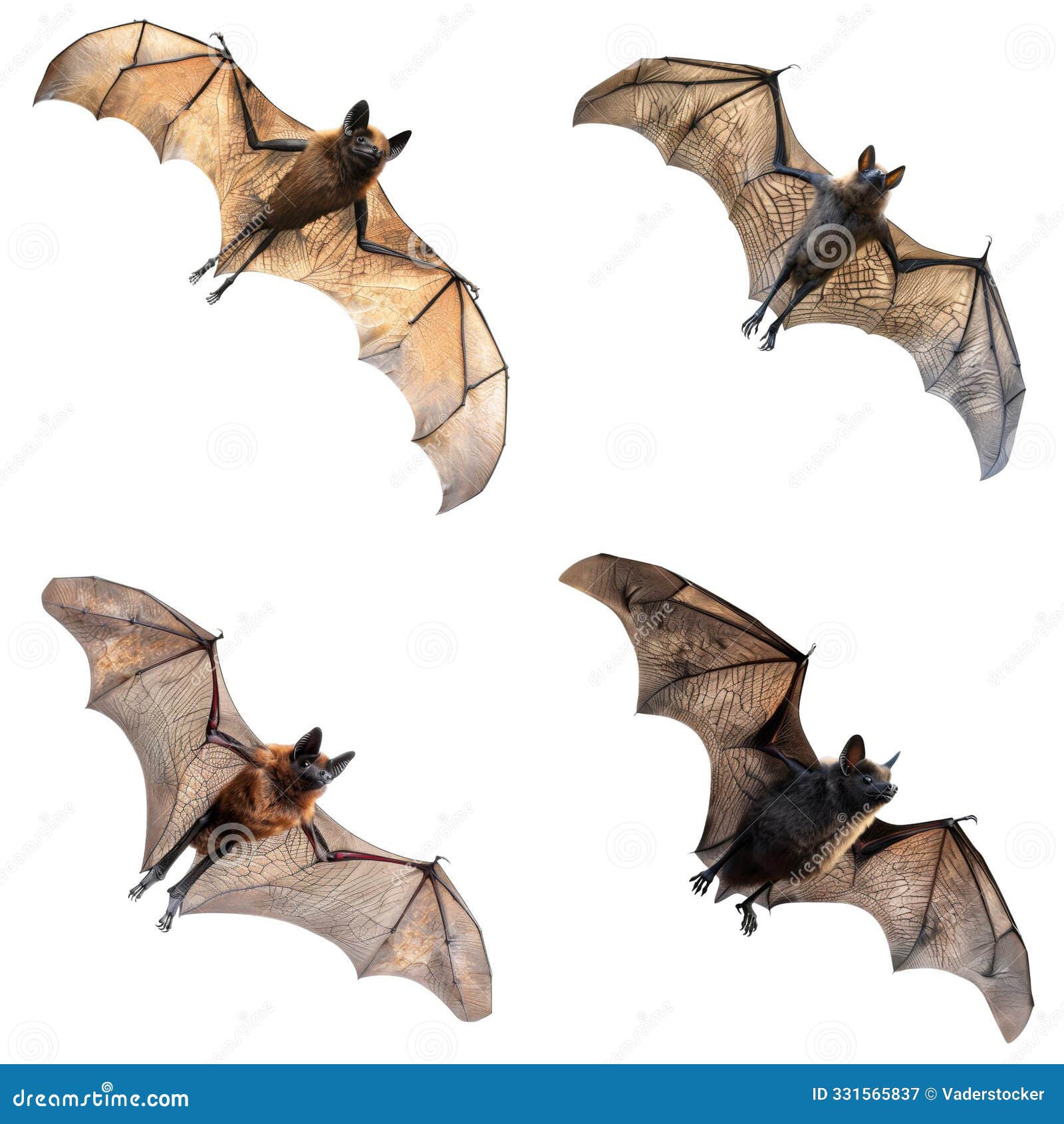 Four Bats in Flight with Spread Wings Stock Illustration - Illustration ...