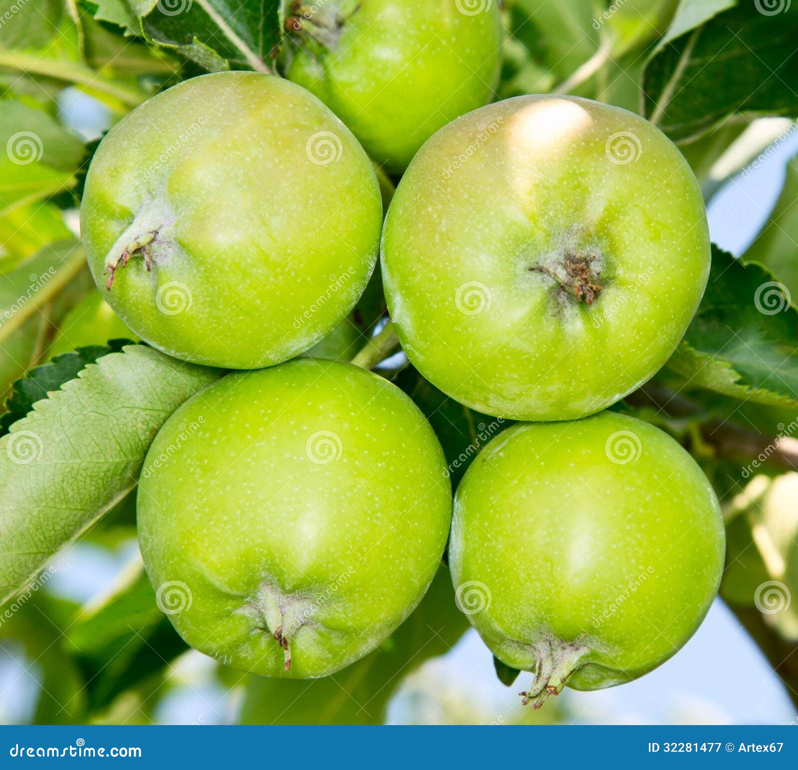 Four Beautiful Apples in an Apple Orchard Stock Image - Image of ...