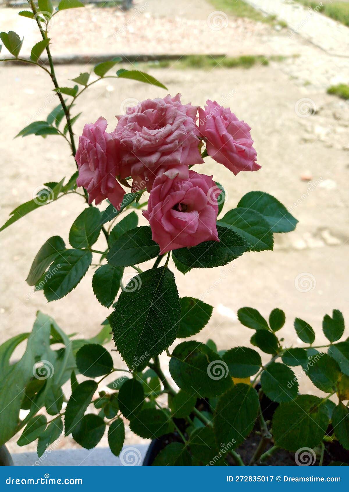 Four Beautiful Roses with One Stalk Stock Image - Image of stalk, roses ...