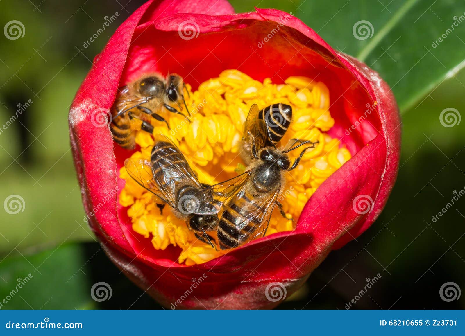 Four Bees Collecting Honey Inside the Flower. Stock Image - Image of ...