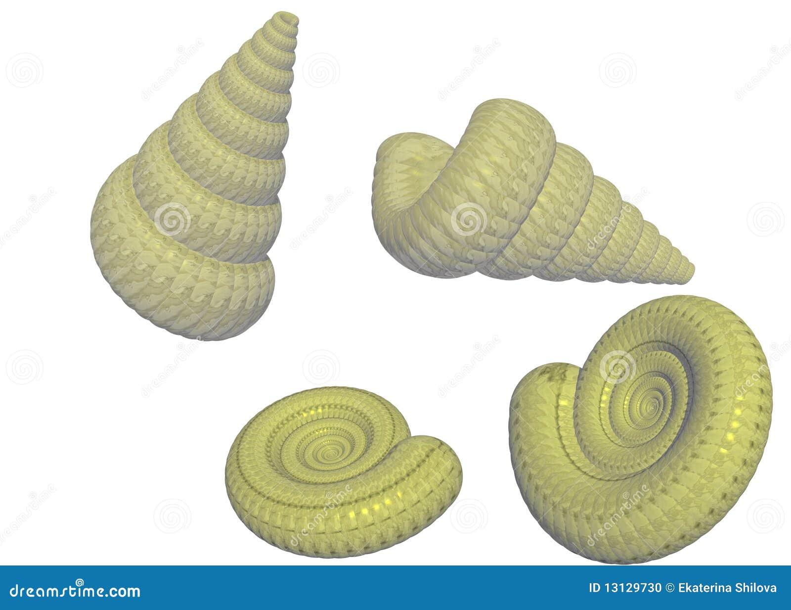Beige Seashells Stock Illustrations – 466 Beige Seashells Stock ...