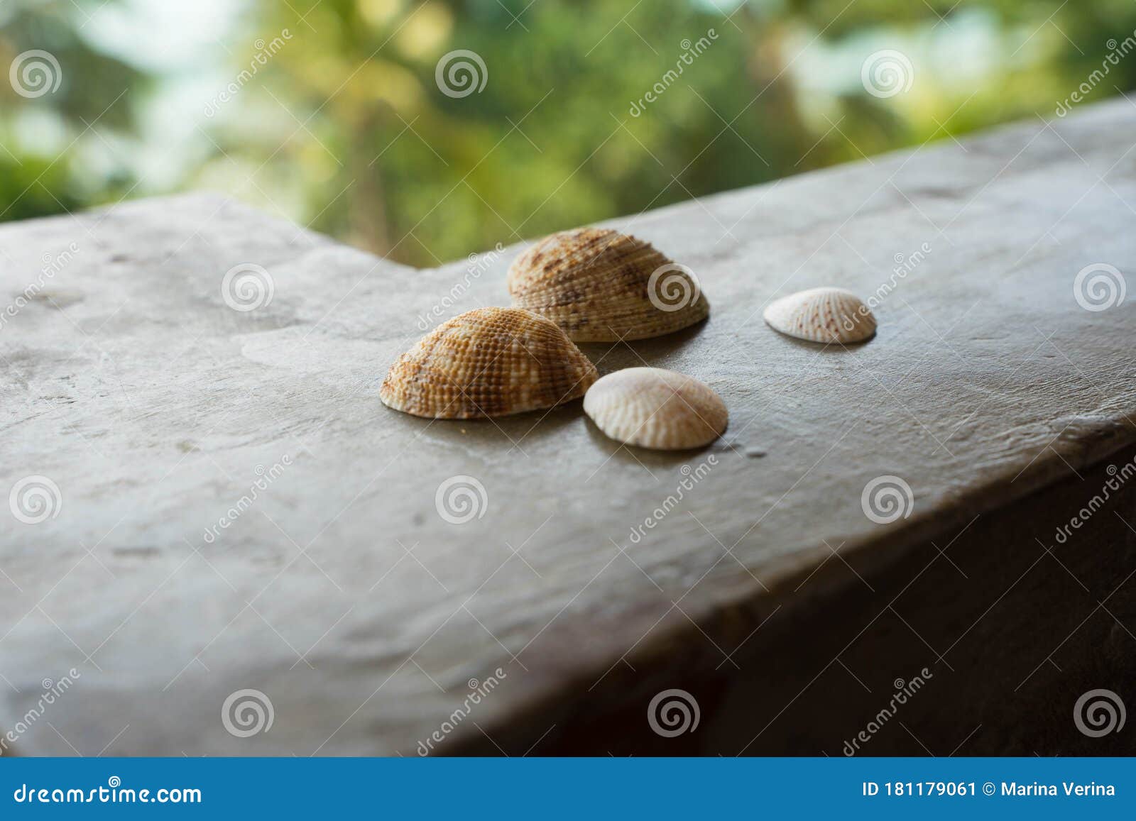Four Beige Shells of Different Sizes Stock Image - Image of gastropods ...