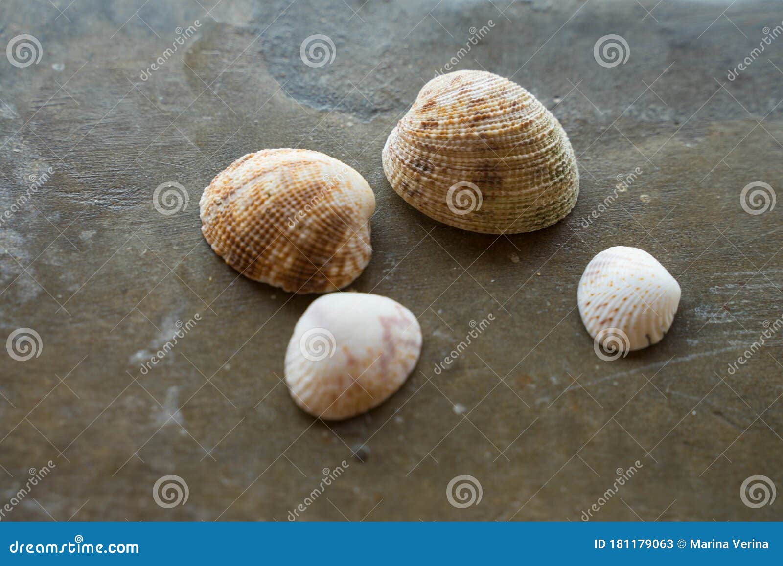 Four Beige Shells of Different Sizes Stock Image - Image of brown ...