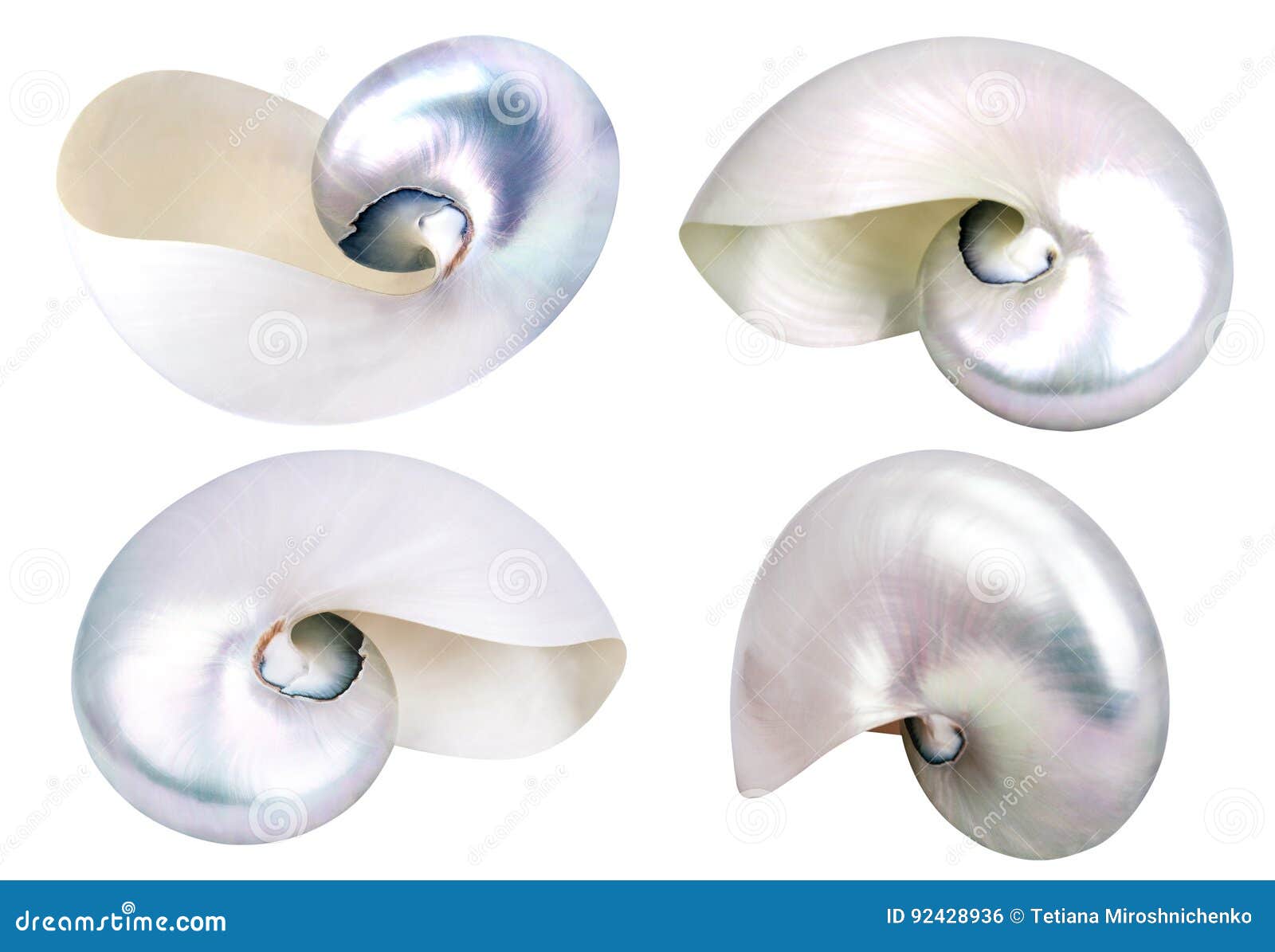 Four Big Seashells Isolated Stock Photo - Image of shell, beaches: 92428936