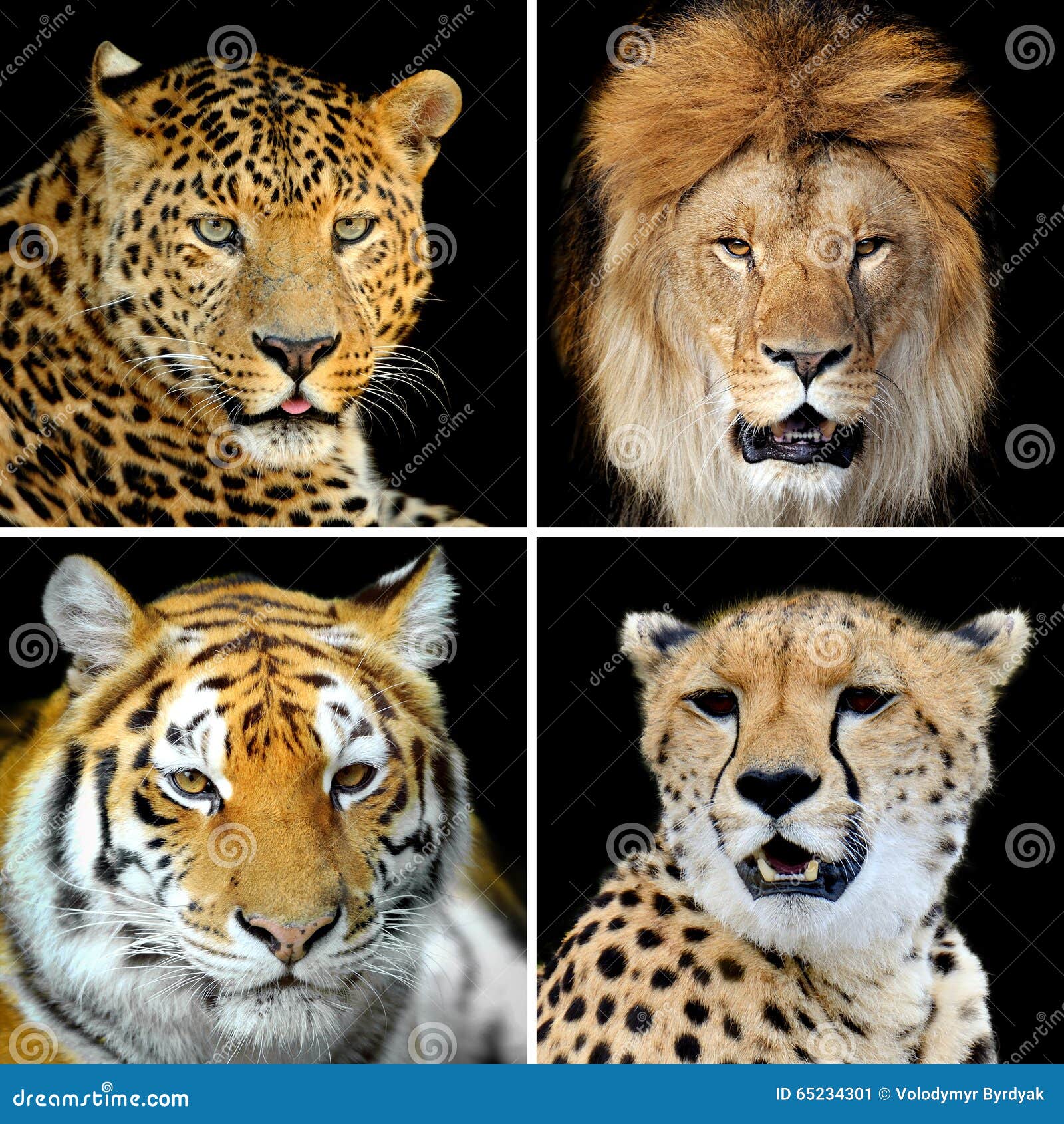 Wild Cats Are Predominantly Feral Domestic Cats In The Southern ...