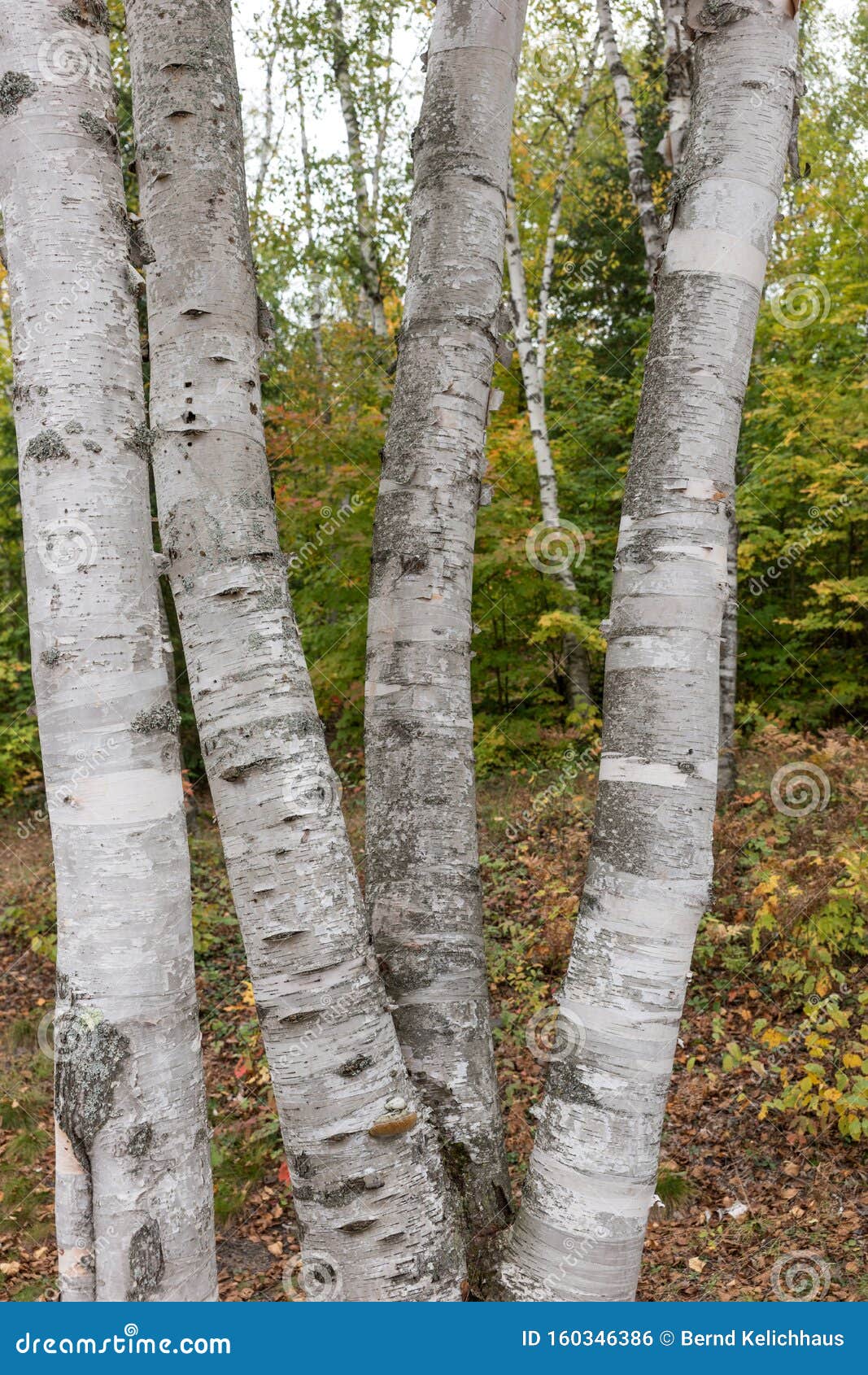 Four Birch Trunks in Autumn Forest Stock Photo - Image of nature, rural ...
