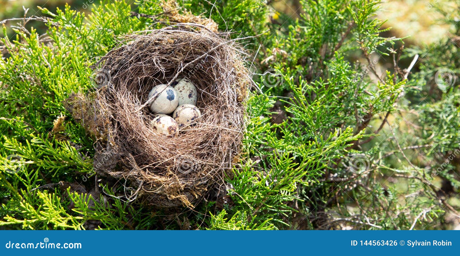 Four Bird Eggs in a Nest Spring in Pine Tree Stock Photo - Image of ...