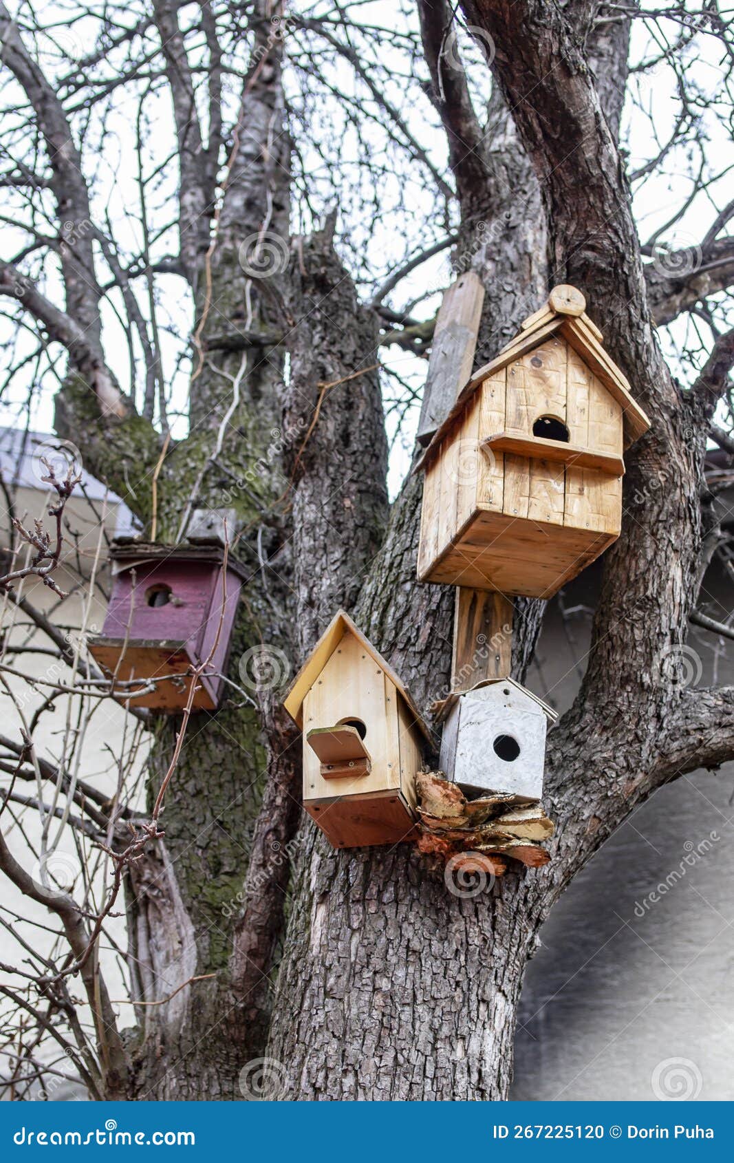 Four bird houses in a tree stock photo. Image of front - 267225120