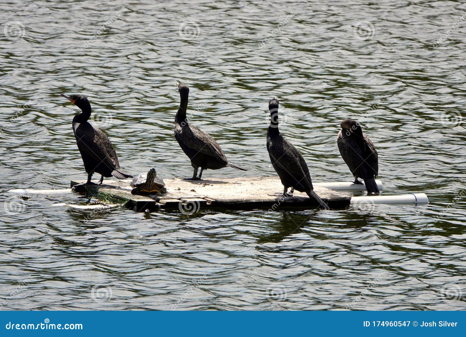 Four bird and a turtle stock image. Image of wildlife - 174960547
