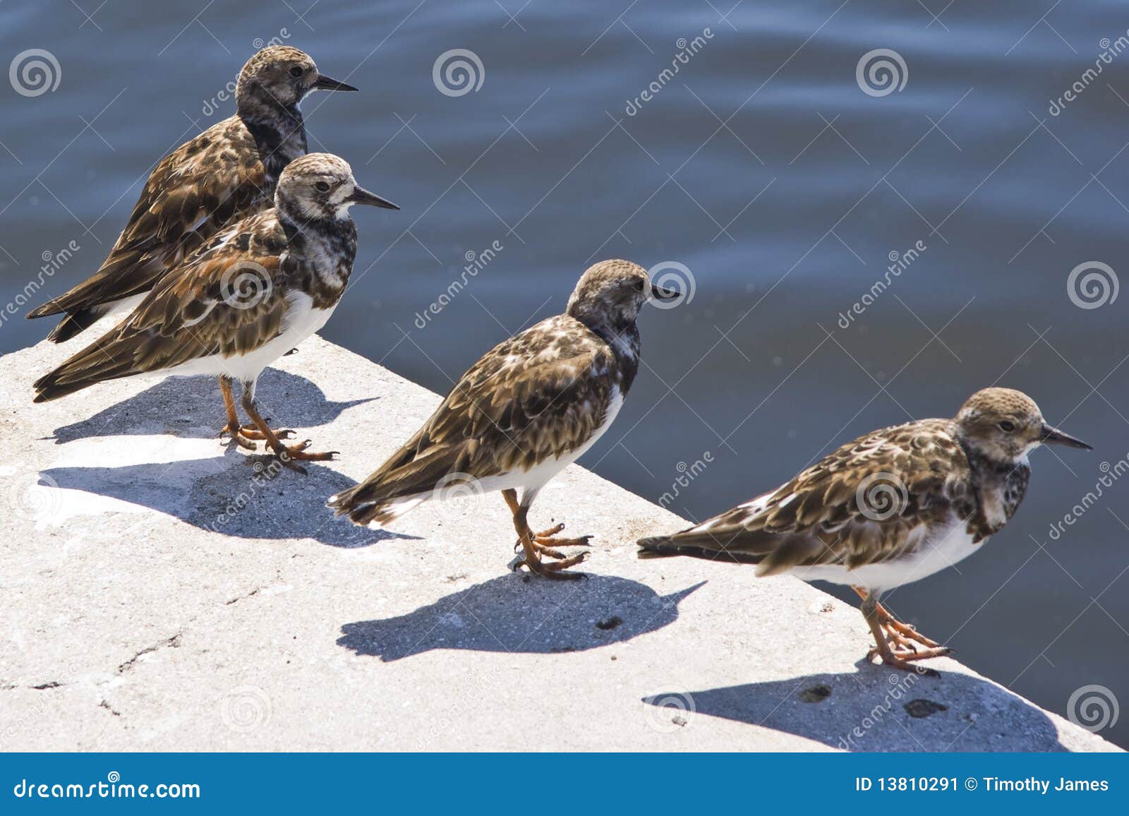 Four birds stock image. Image of wing, flight, winged - 13810291