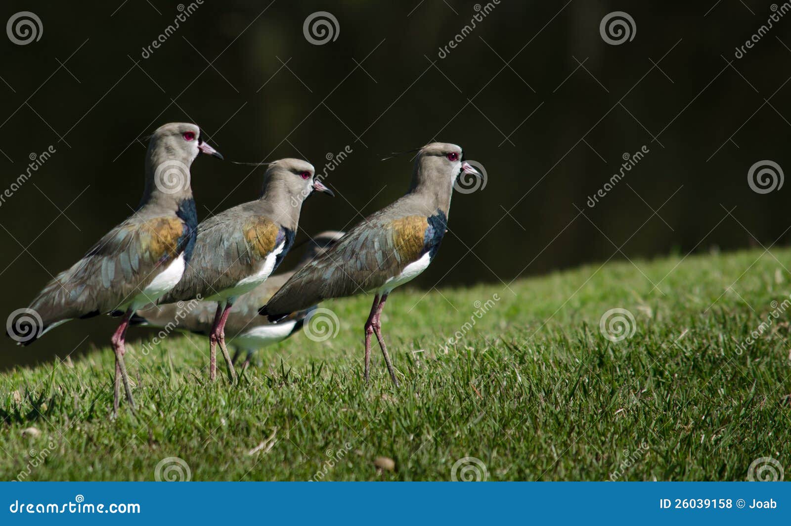 Four Birds stock photo. Image of vanellus, southern, grass - 26039158