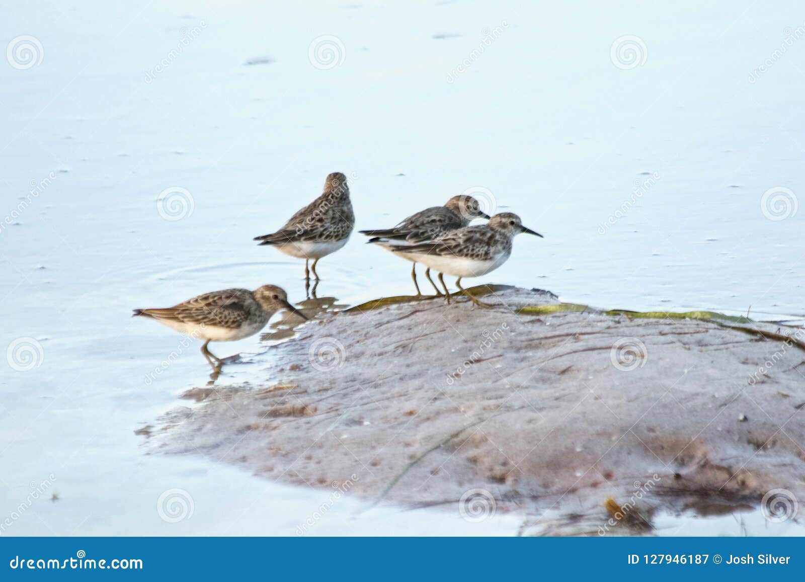 Four birds at the beach. stock image. Image of nature - 127946187