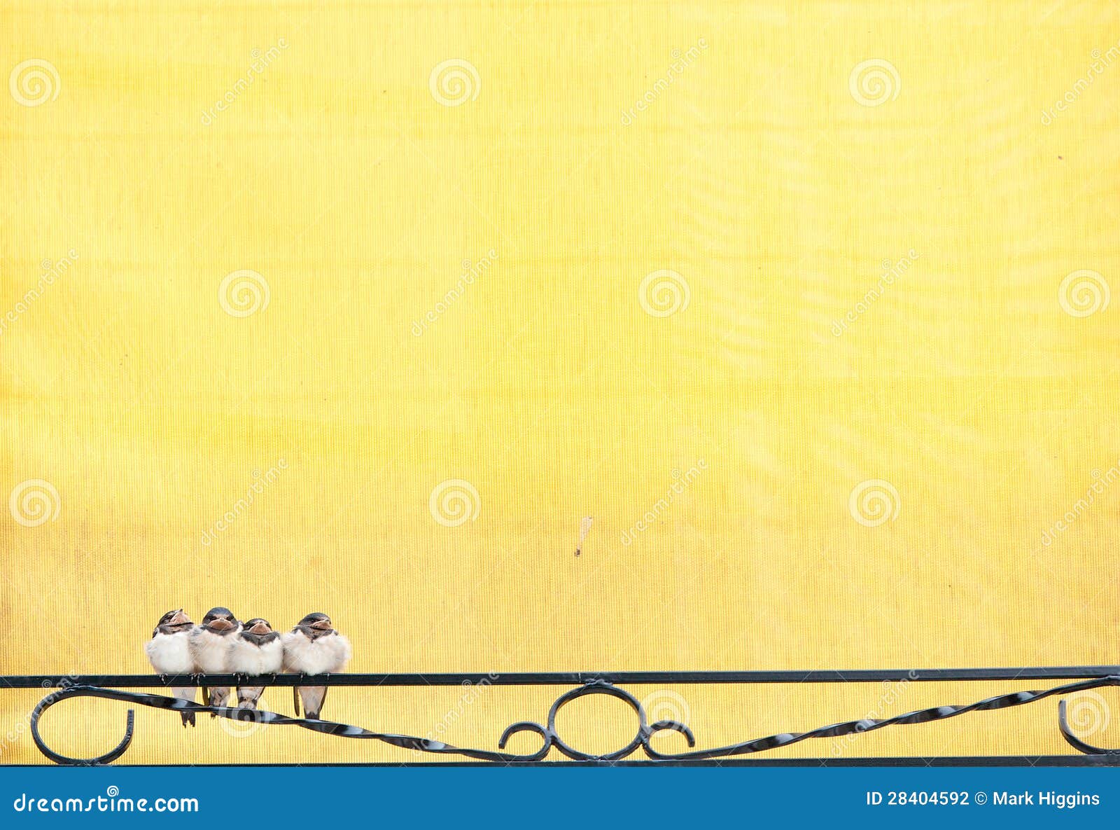 Four birds in a crowd stock photo. Image of branch, bird - 28404592