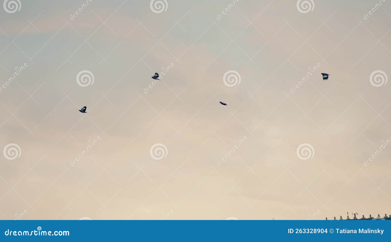 Four Birds Fly in the Sky during Sunset. Stock Footage - Video of ...