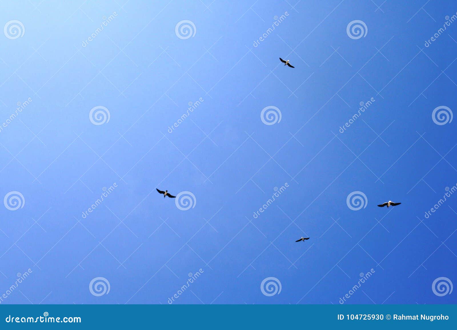 Four Birds Flying on Blue Sky Stock Photo - Image of everglades, animal ...
